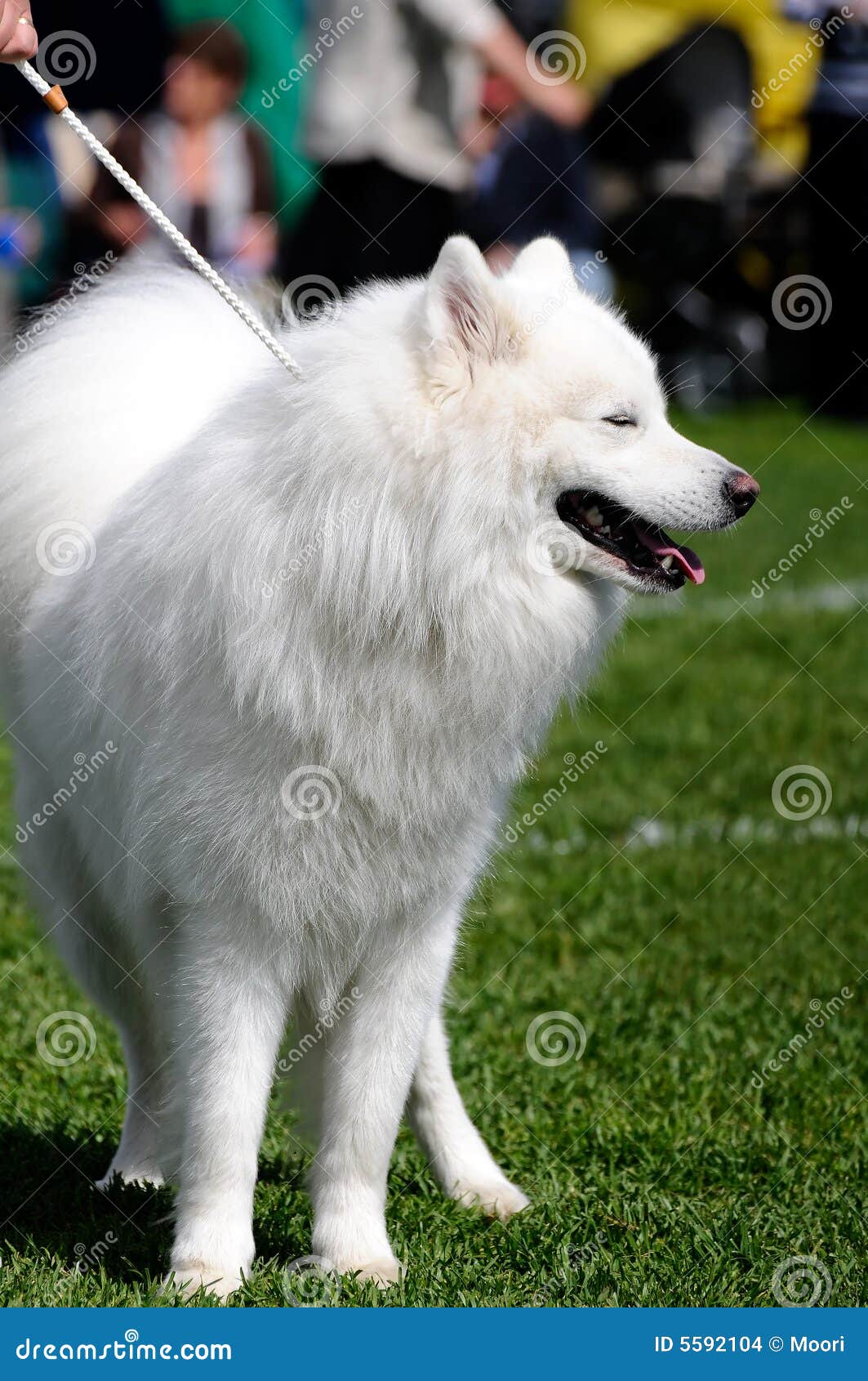 Samoyed Dog stock photo. Image of breed, american, bred - 5592104