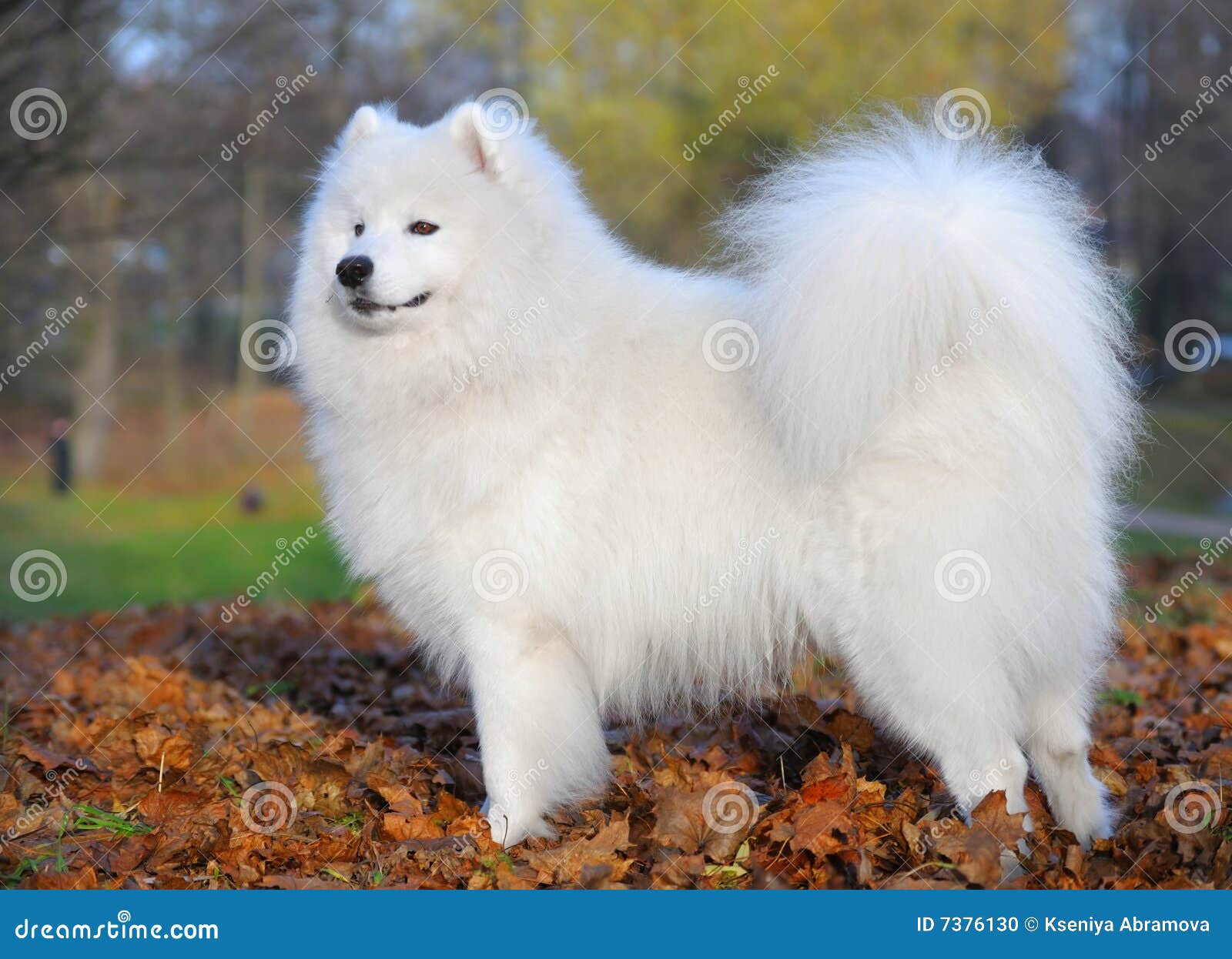 Samoyed dog stock photo. Image of eskimo, domestic, animal - 7376130
