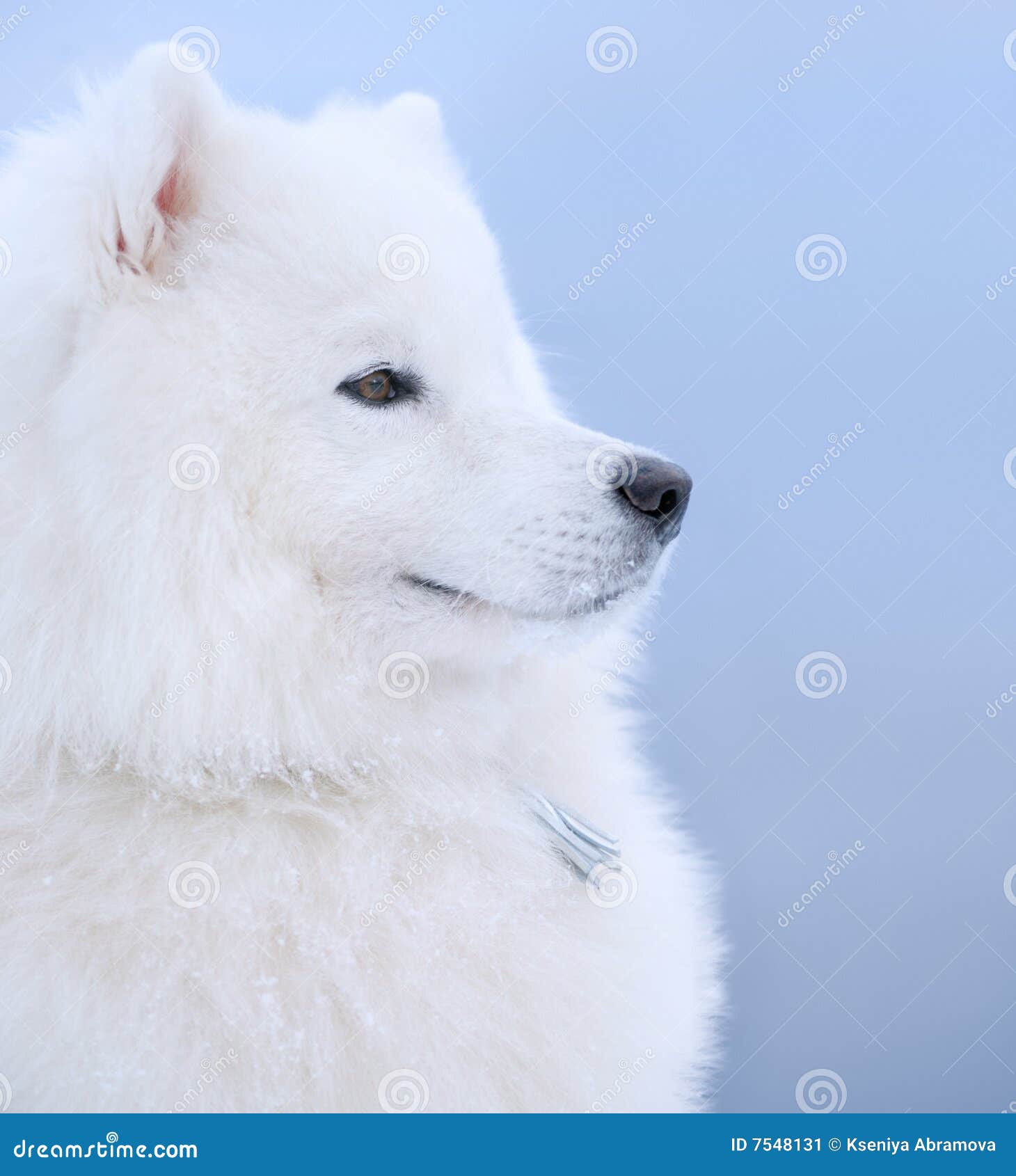 Samoyed dog stock image. Image of face, puppy, muzzle - 7548131