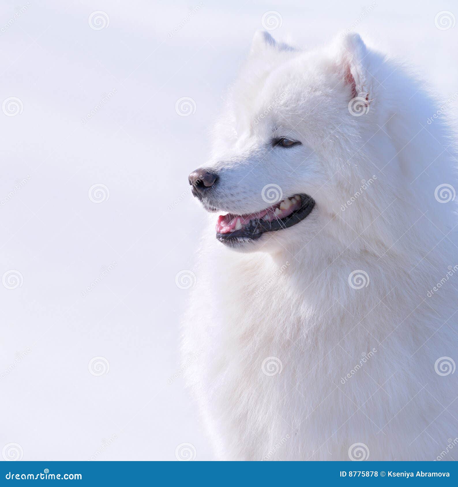 Samoyed dog stock photo. Image of domestic, muzzle, blue - 8775878