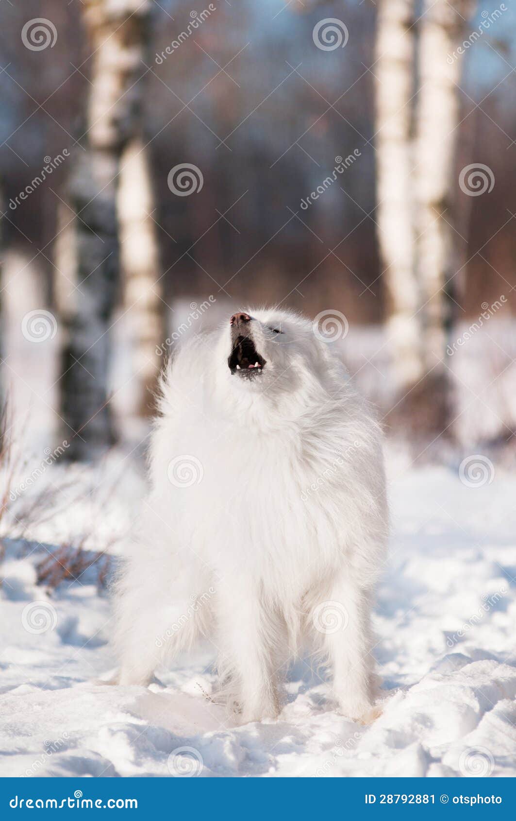 Samoyed dog barking stock image. Image of cold, breed - 28792881