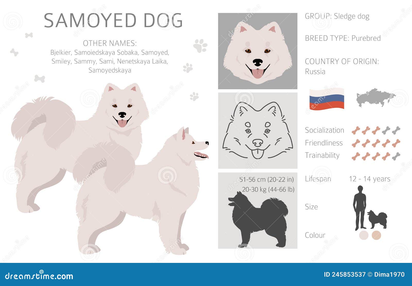 Samoyed Dog Clipart. Different Poses, Coat Colors Set Stock Vector ...