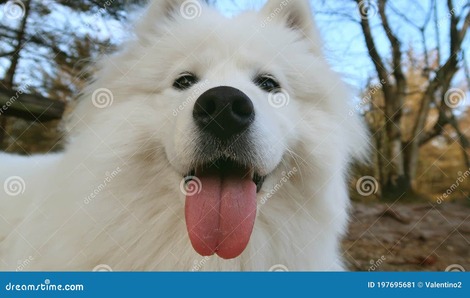 Samoyed dog stock image. Image of samoyed, hair, close - 197695681