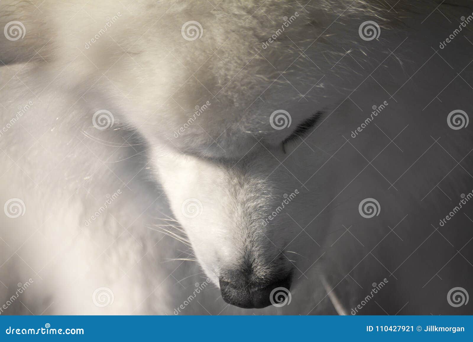 Samoyed Dog with Head Bowed Down Stock Image - Image of looking, mammal ...