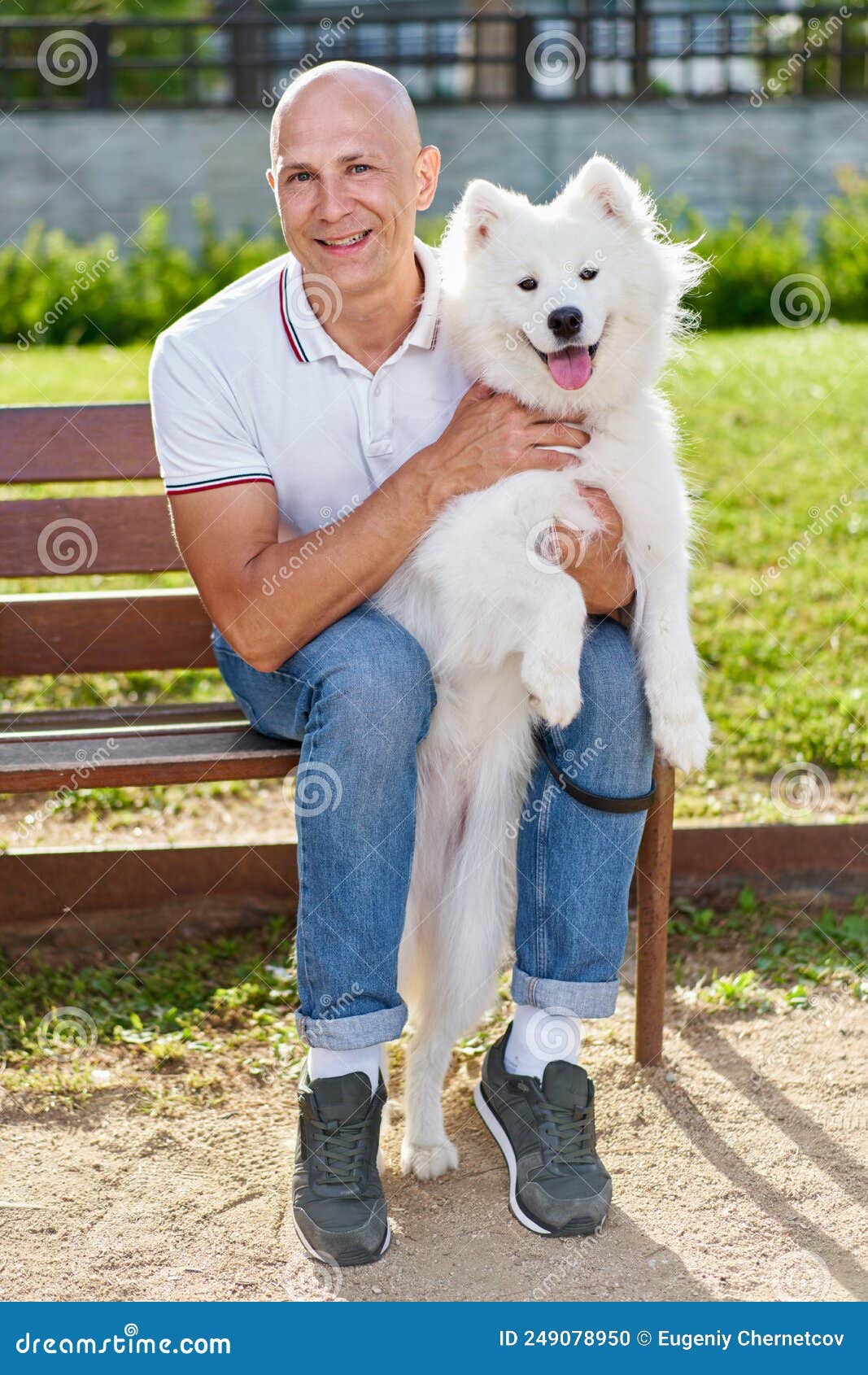 Samoyed Dog with Her Man Owner at the Park Playing Together Stock Photo ...