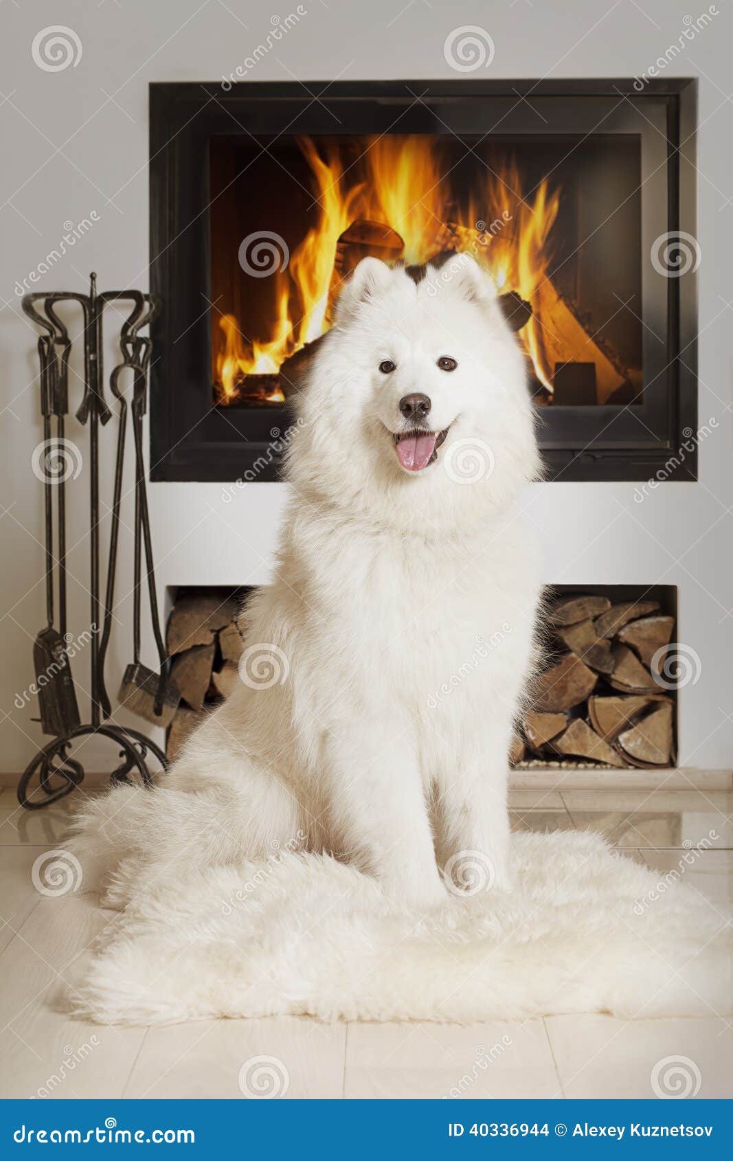 Samoyed Dog by Home Fireplace Stock Photo - Image of sitting, cute ...