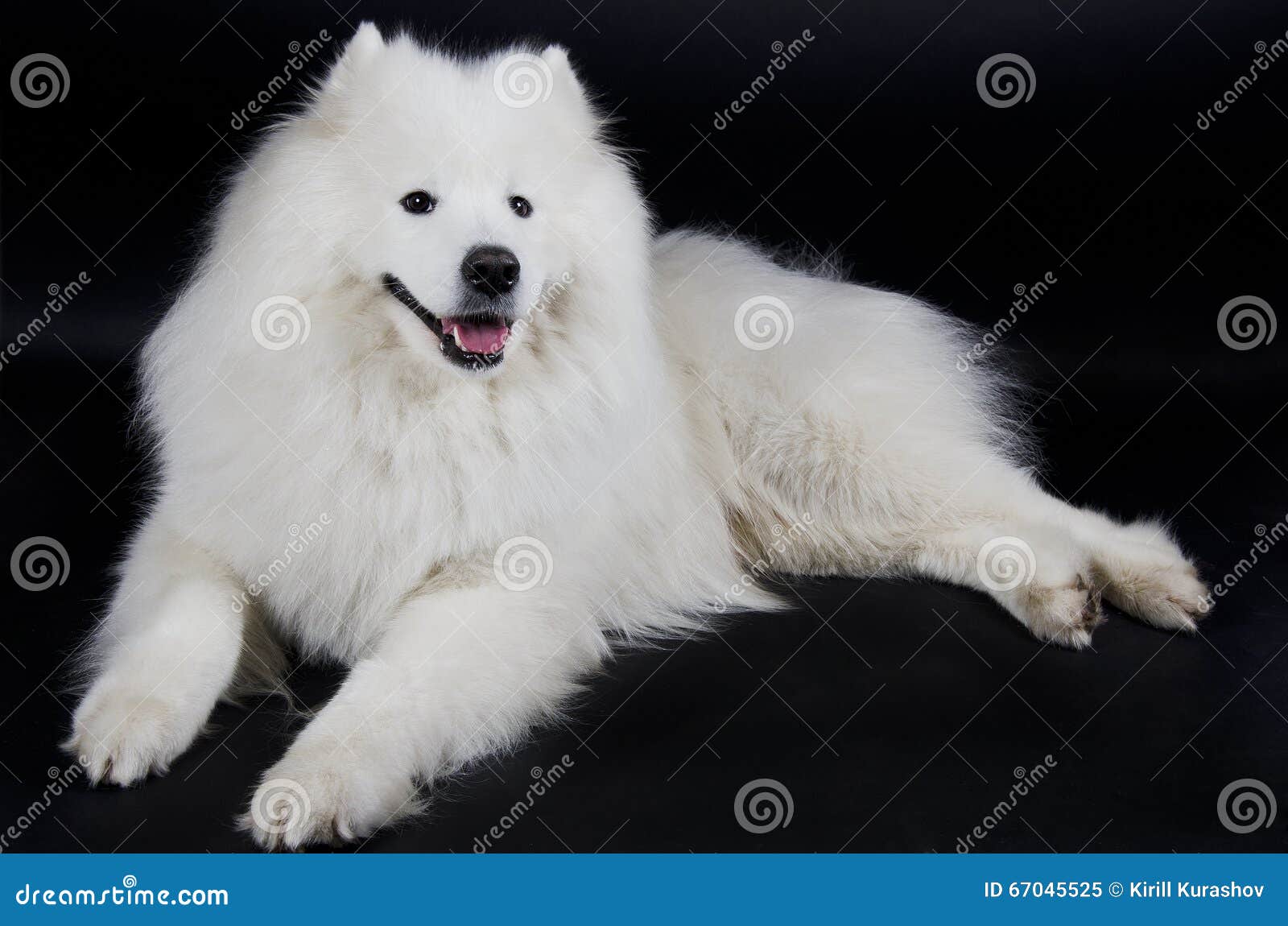 American Eskimo Black Lab Mix