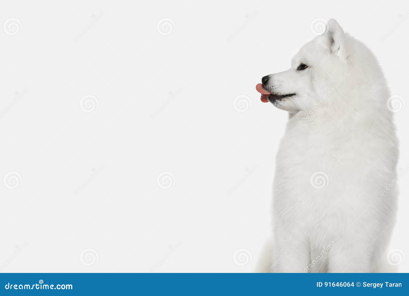 Samoyed Dog Isolated on White Background Stock Photo - Image of eyes ...