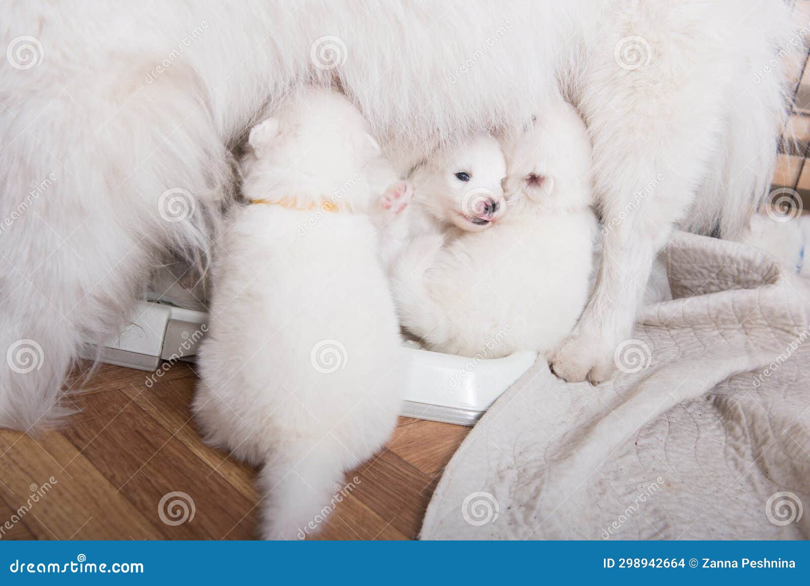 Samoyed Dog Mother with Puppies. Puppies Suckling Mother Stock Photo ...