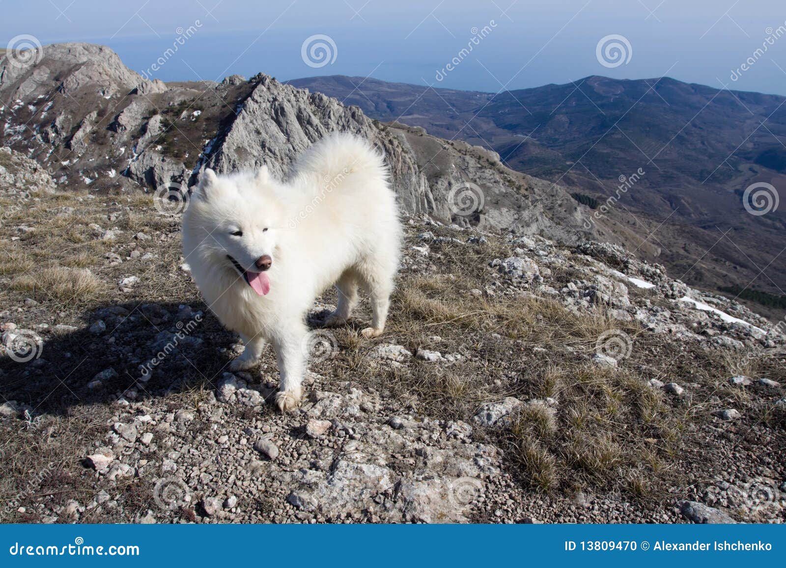 Samoyed dog in mountains. stock photo. Image of animal - 13809470