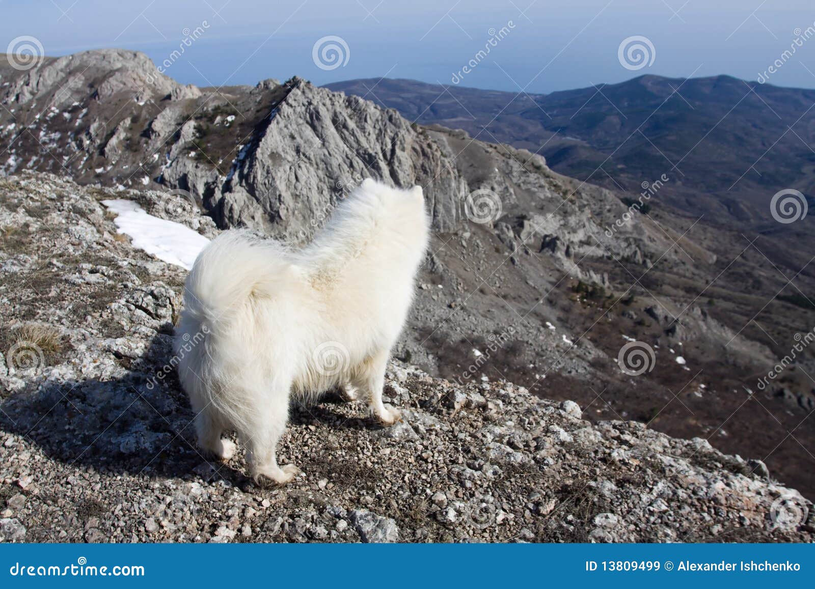 Samoyed dog in mountains. stock image. Image of mountain - 13809499