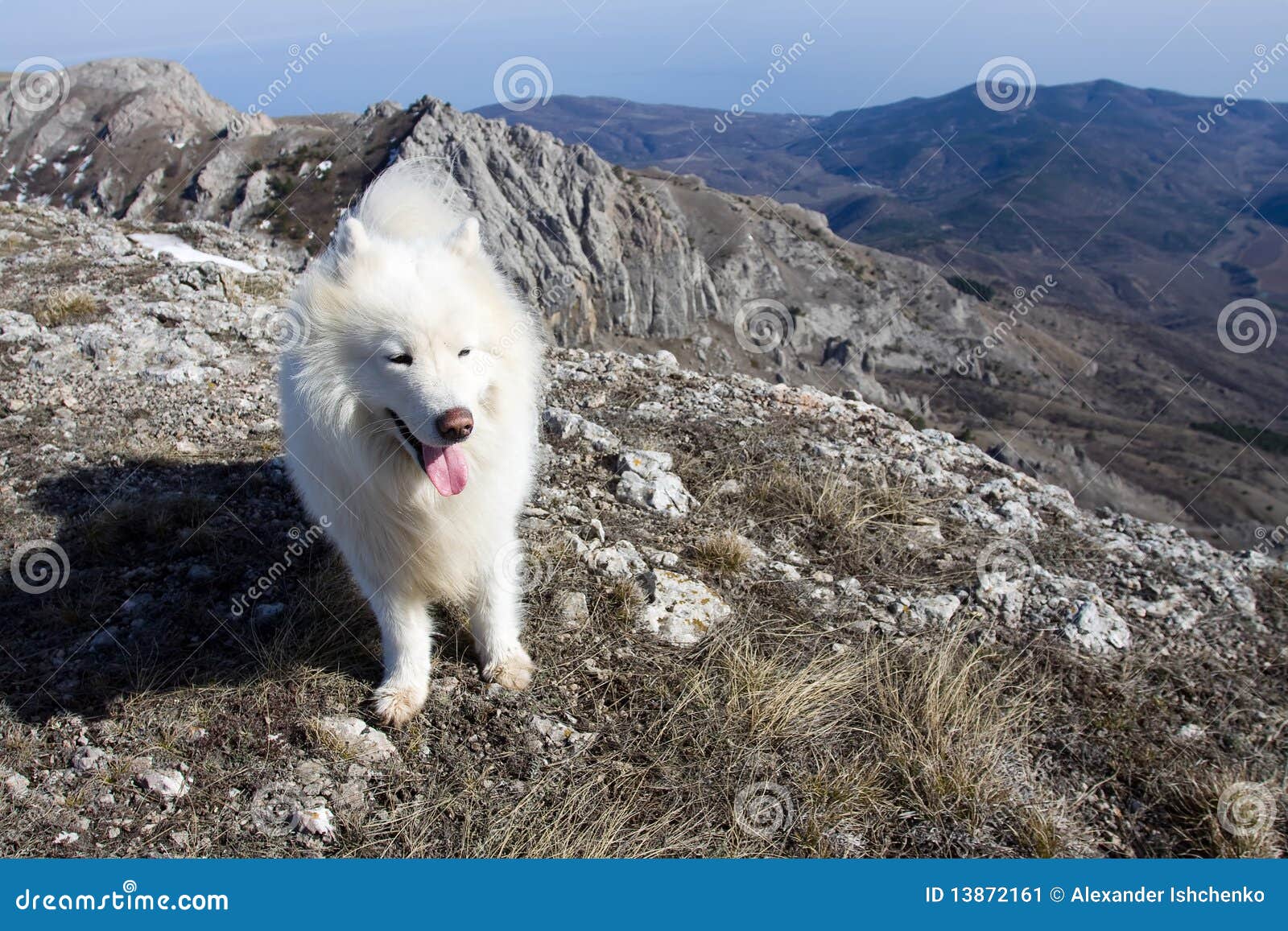 Samoyed dog in mountains. stock image. Image of friend - 13872161
