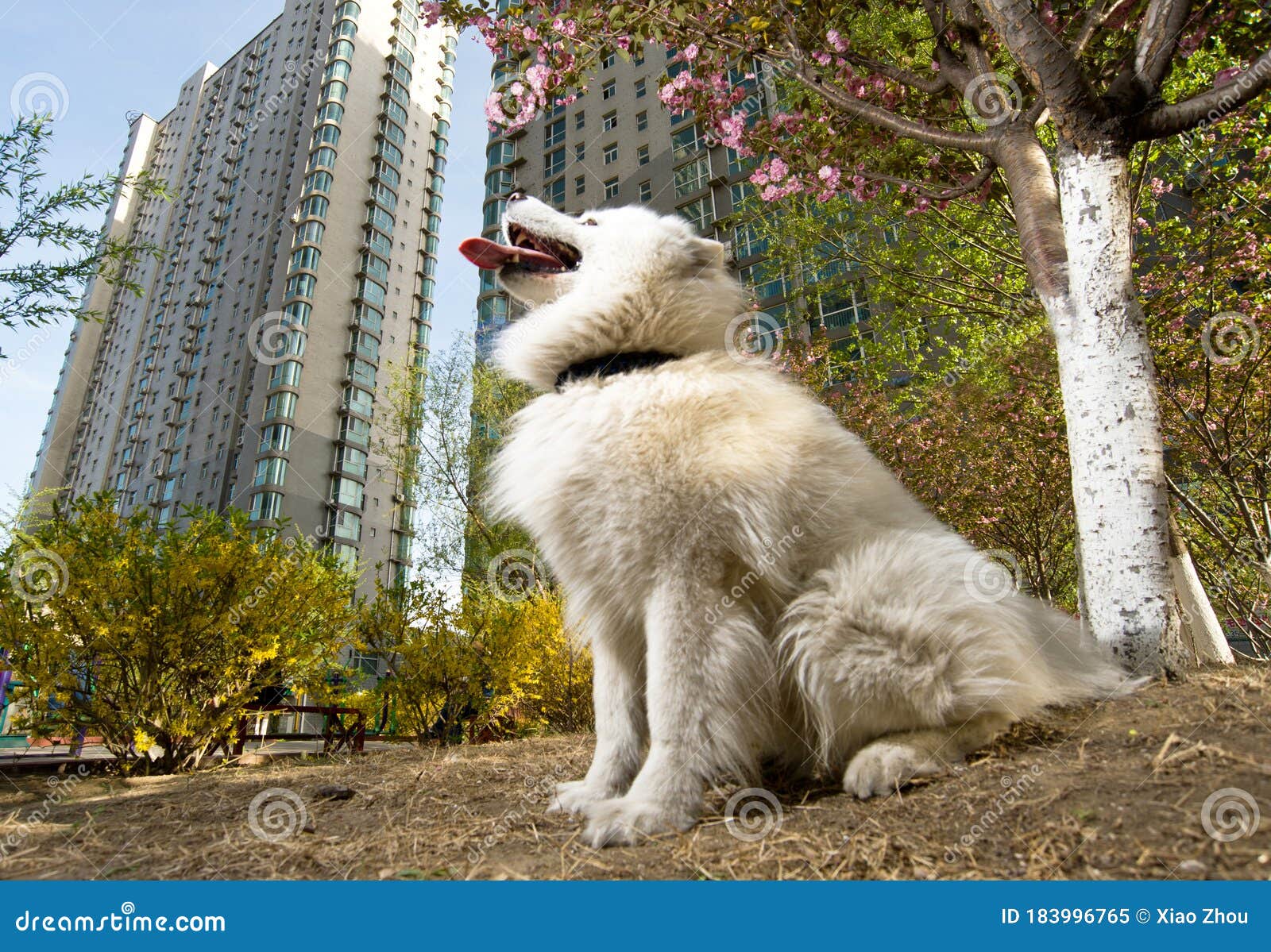 Samoyed German Shepherd Mix Stock Photos - Free & Royalty-Free Stock ...