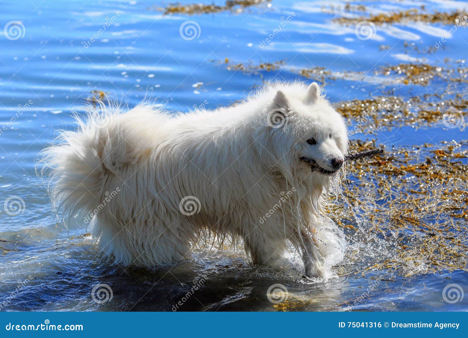 Samoyed Dog Playing in the Water Stock Photo - Image of summer, animal ...