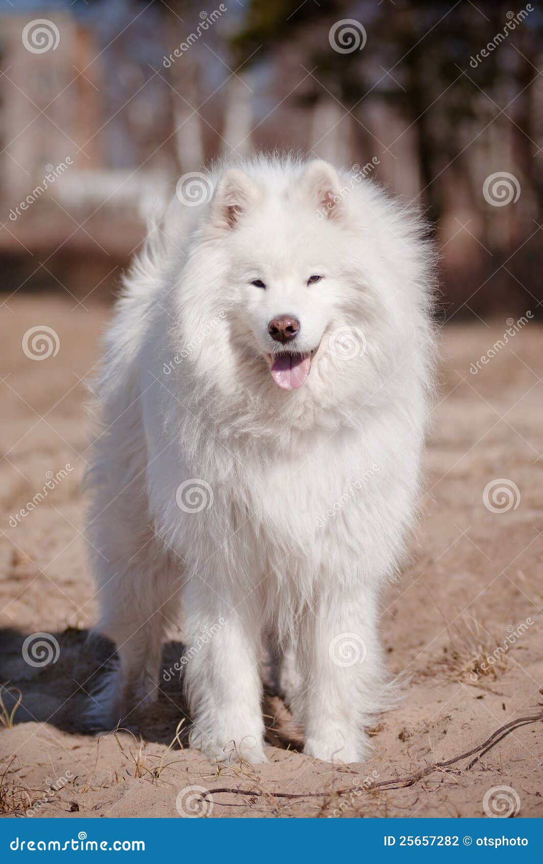 Samoyed dog portrait stock photo. Image of meadow, fluffy - 25657282