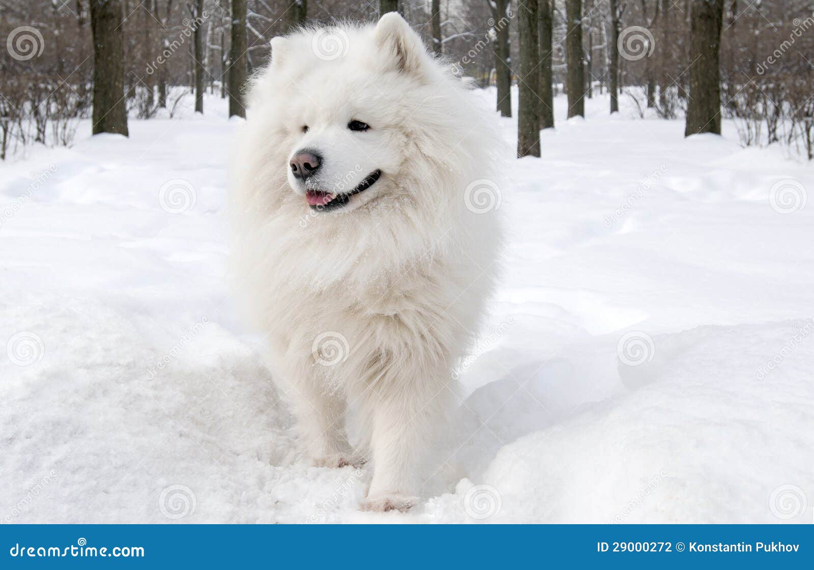 Samoyed dog portrait stock photo. Image of curious, samoyed - 29000272