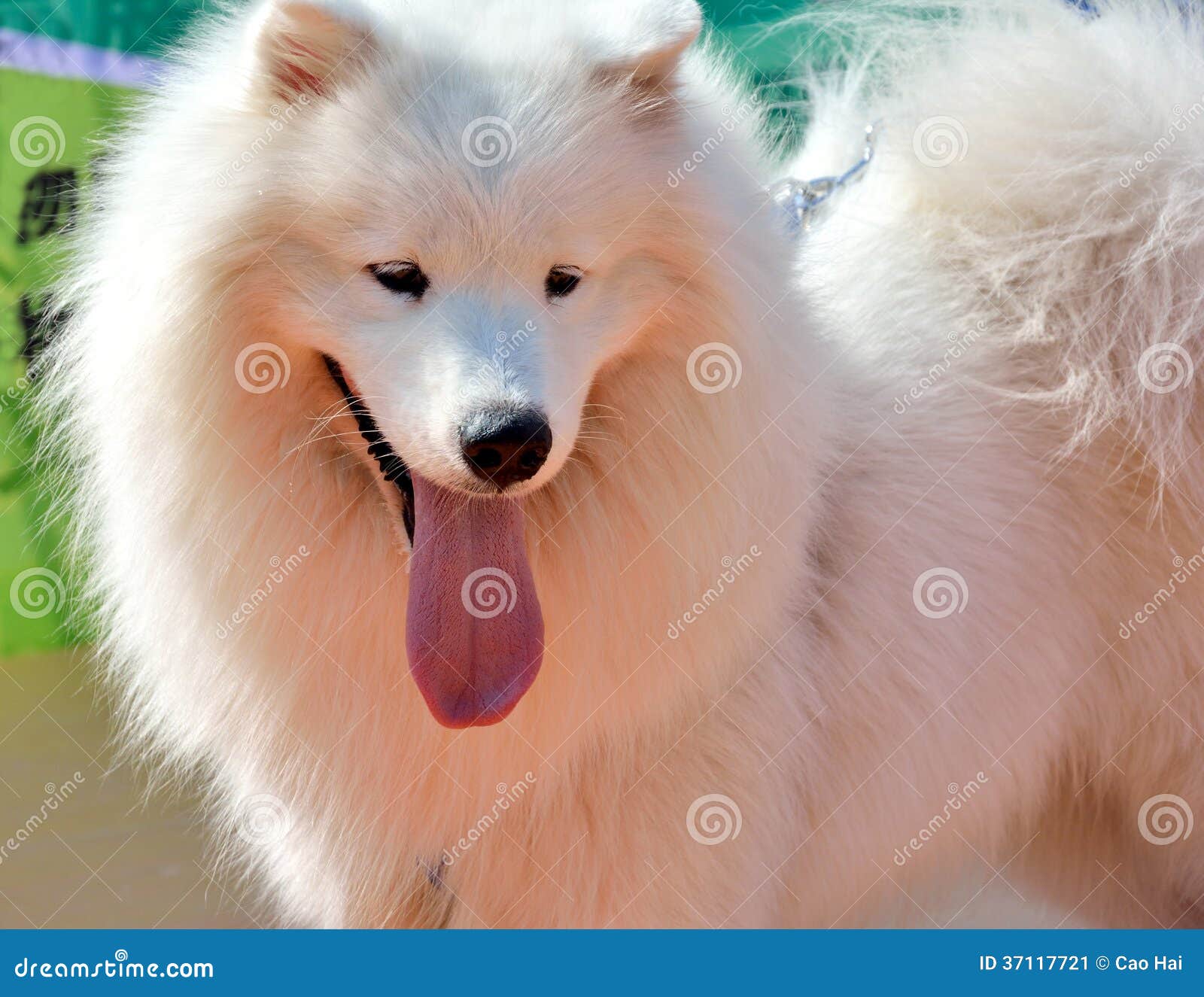 Samoyed dog stock image. Image of lovely, face, coat - 37117721