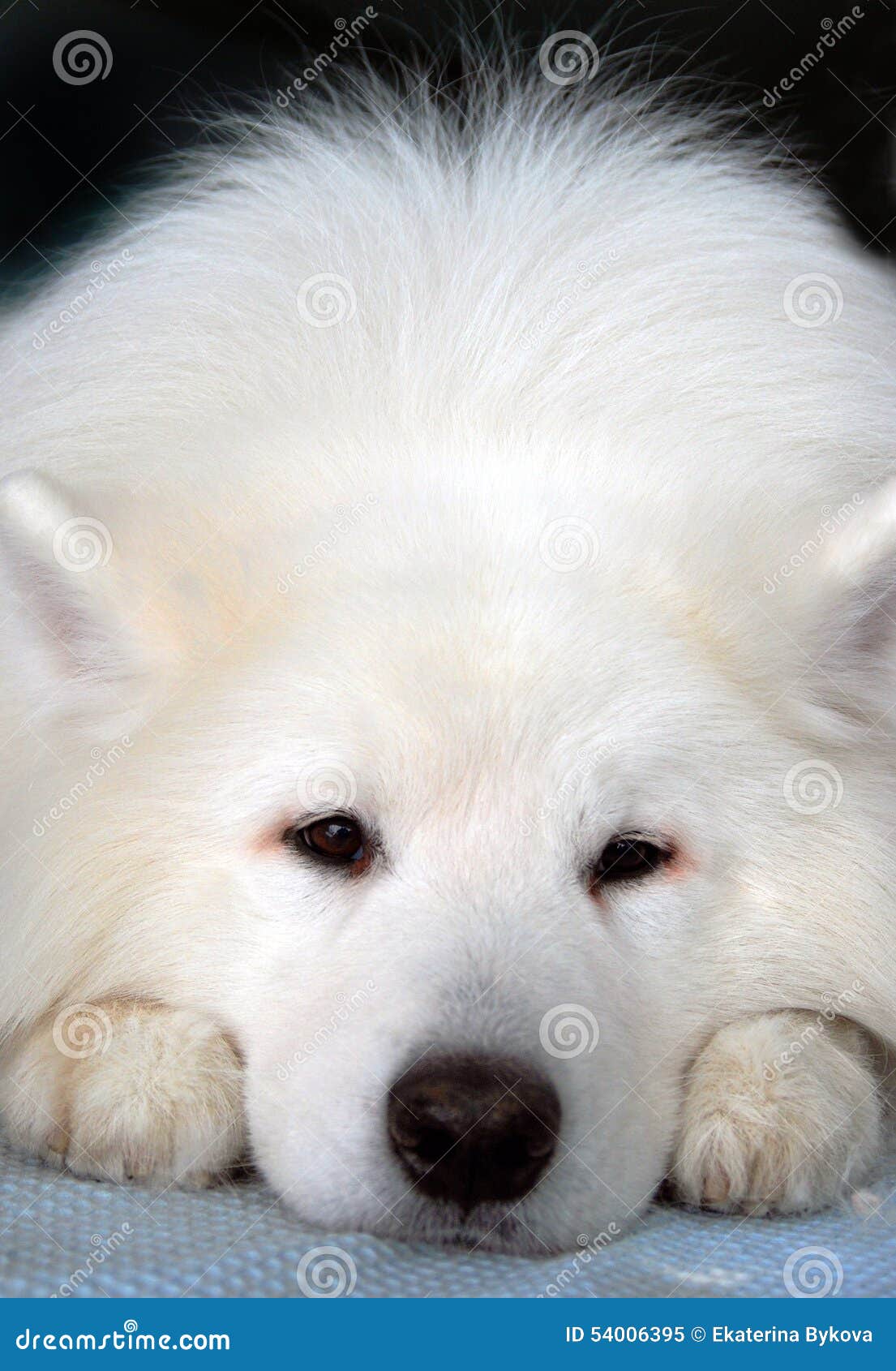 Samoyed Dog Head Close-up On The Right Side Of The Screen Against The ...