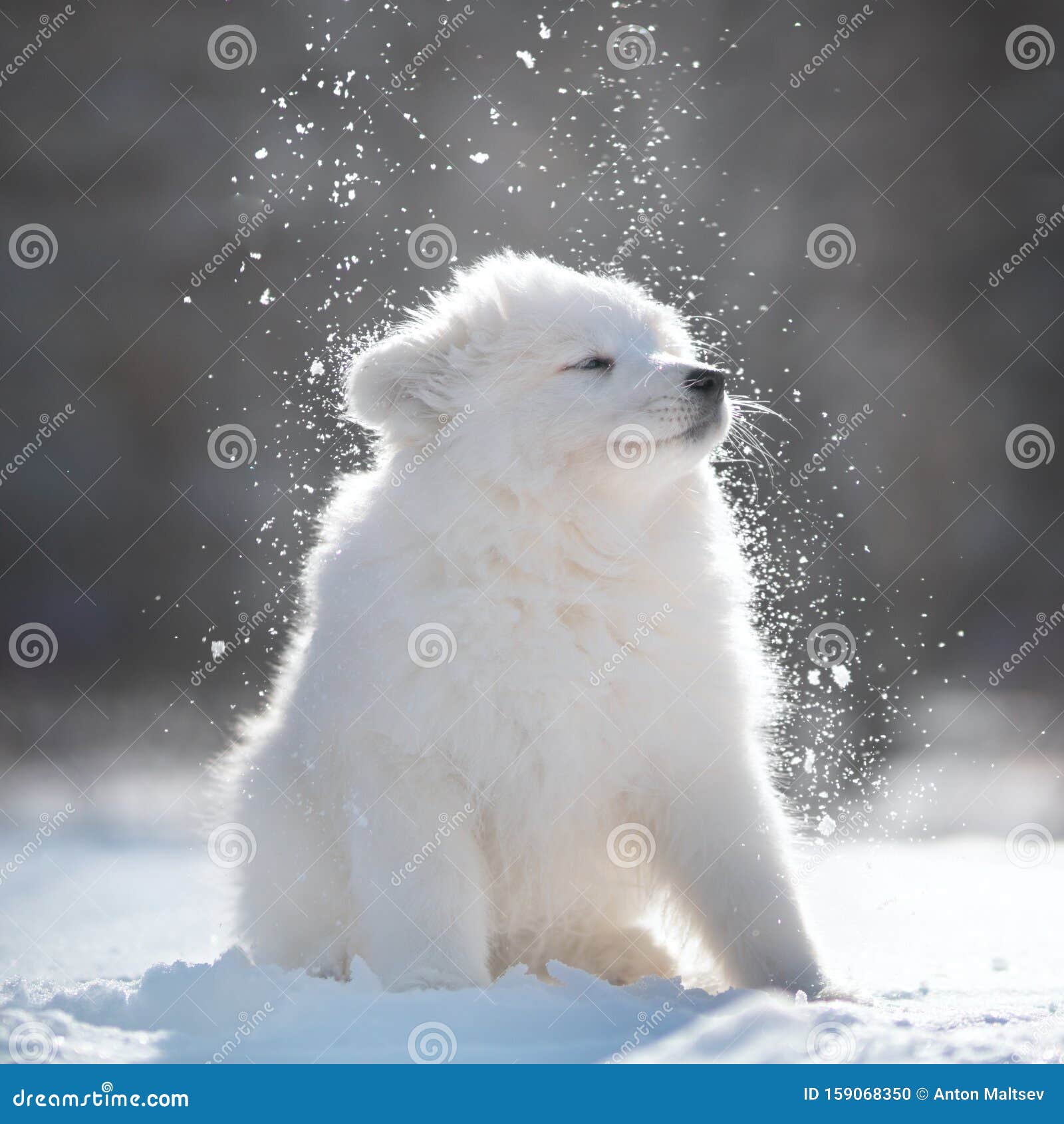 Samoyed Dog Puppy in Winter Stock Photo - Image of pedigreed, winter ...