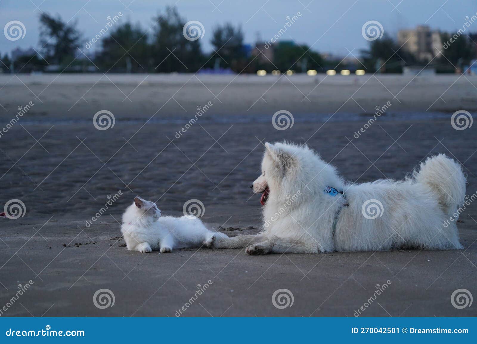 Samoyed Dog and a Ragdoll Cat Sitting on a Beach Sandy Stock Image ...