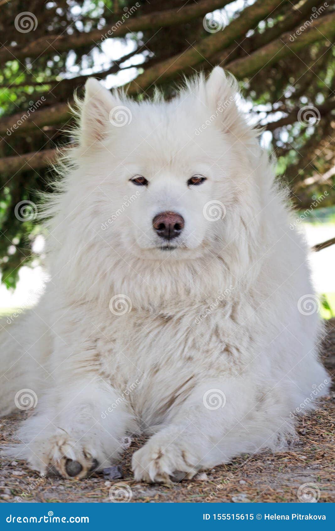 A Samoyed Dog Resting in the Shadow Stock Image - Image of dogs, shadow ...