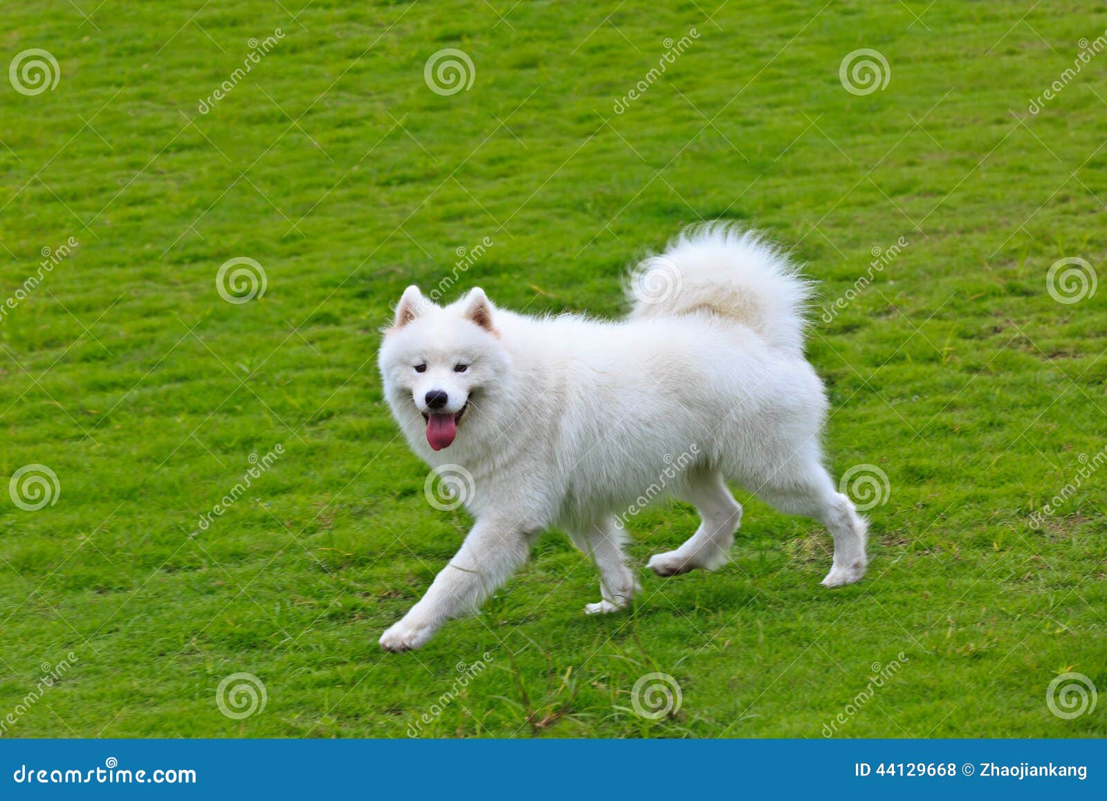 Samoyed dog running stock photo. Image of color, canines - 44129668