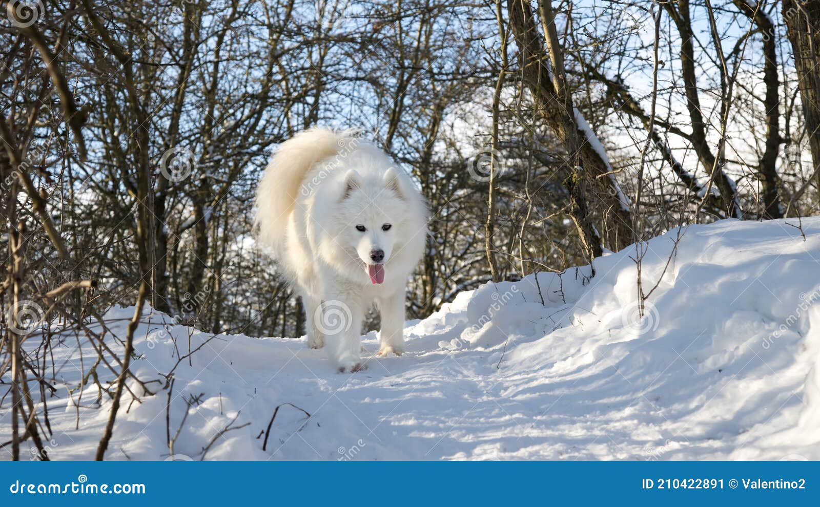 Samoyed dog stock image. Image of snow, winter, cold - 210422891