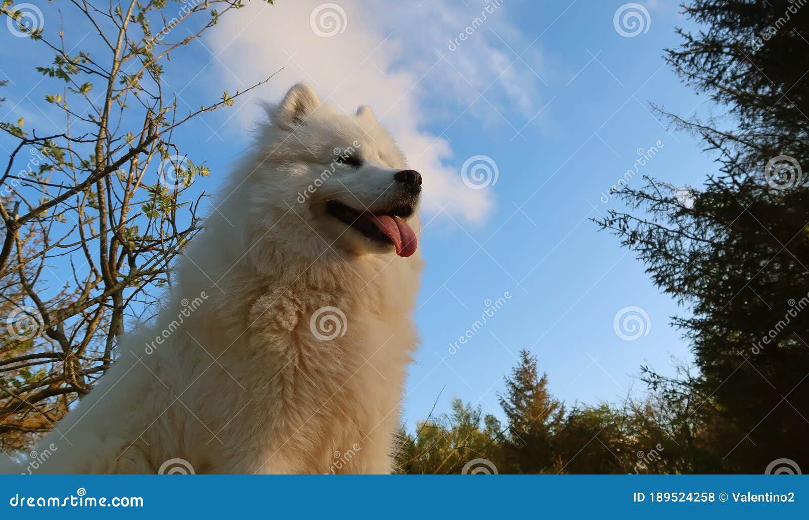 Samoyed dog stock photo. Image of trees, nature, samoyed - 189524258