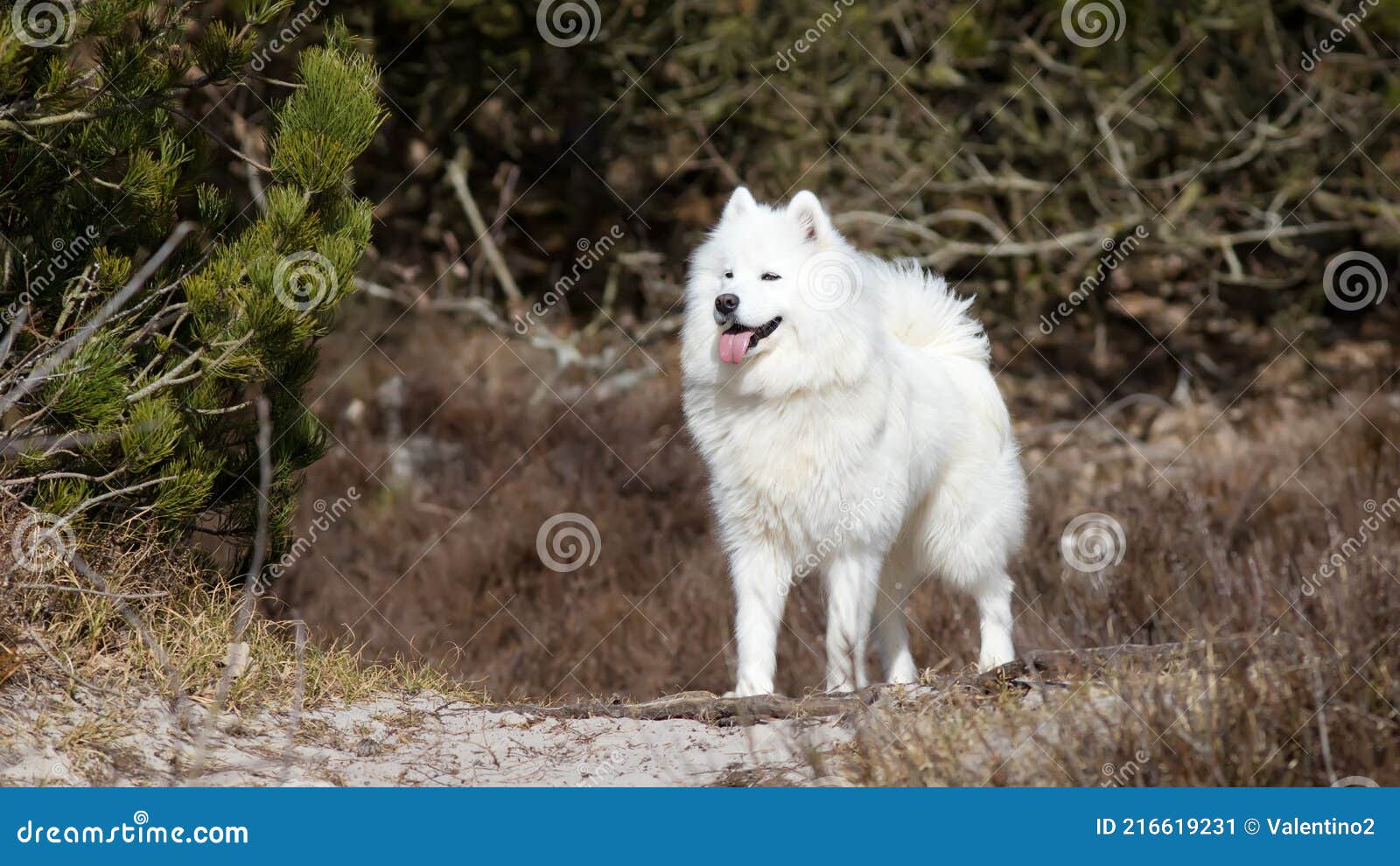 Samoyed dog stock image. Image of nature, trees, purebred - 216619231