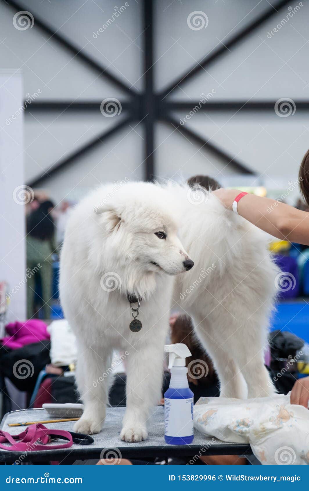 Samoyed at the Dog Show, Grooming Stock Photo - Image of curly, animal ...