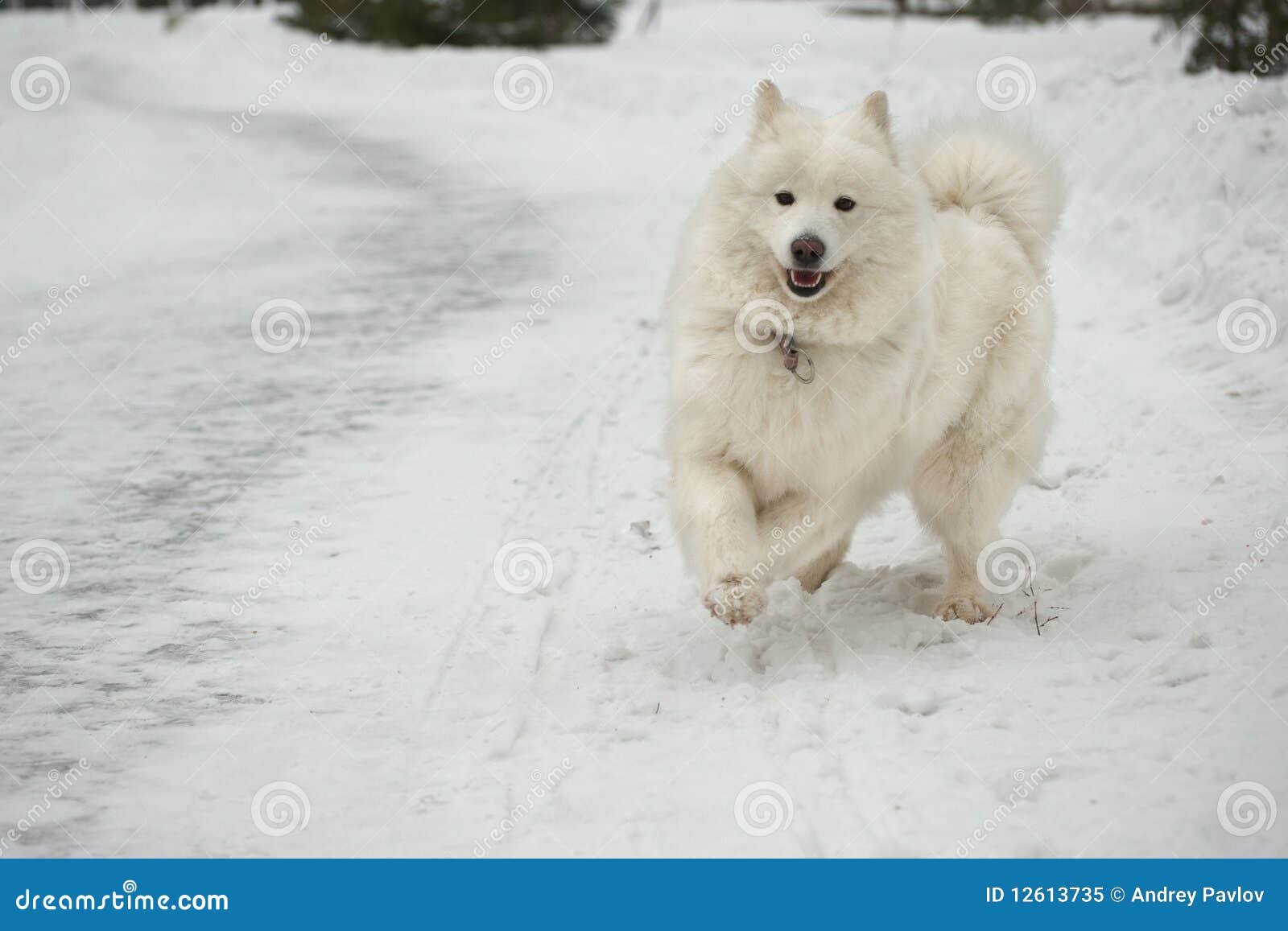 Samoyed dog on the snow. stock image. Image of cute, mammal - 12613735