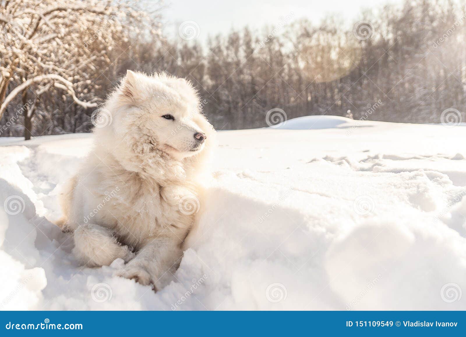 Samoyed dog in snow stock image. Image of sobaka, russian - 151109549