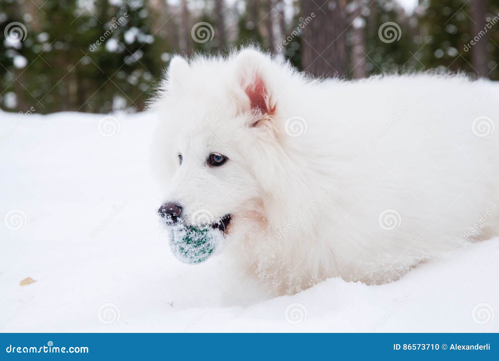 Samoyed dog on the snow stock photo. Image of portrait - 86573710