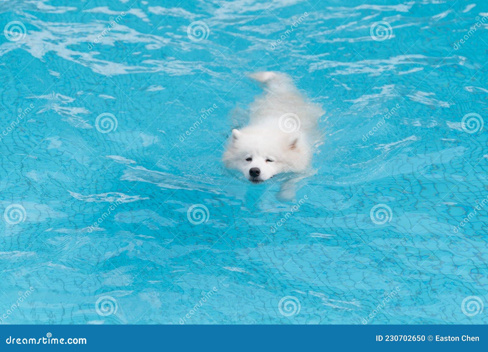 Can Samoyed Swim