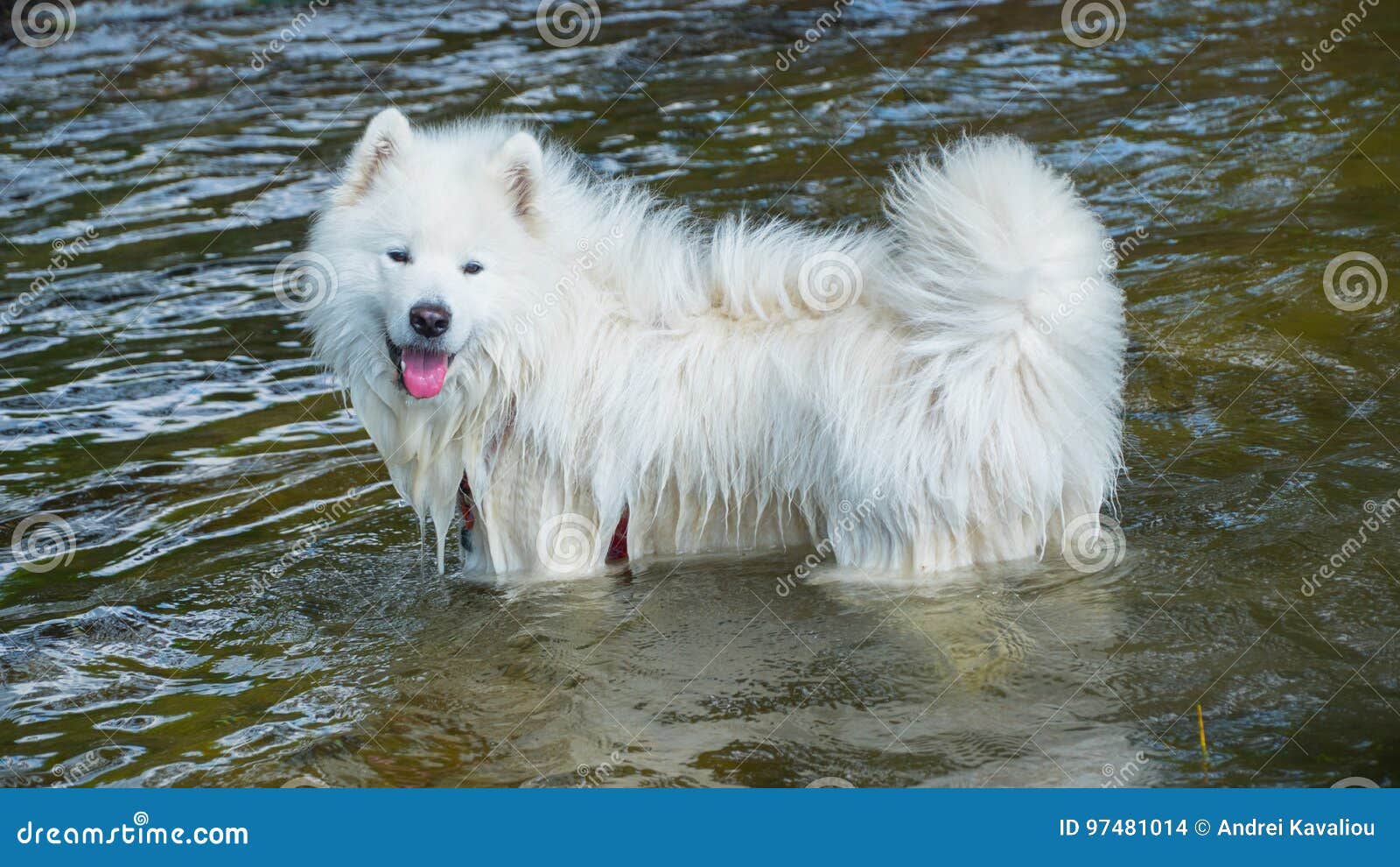 Samoyed dog in the water stock photo. Image of friend - 97481014