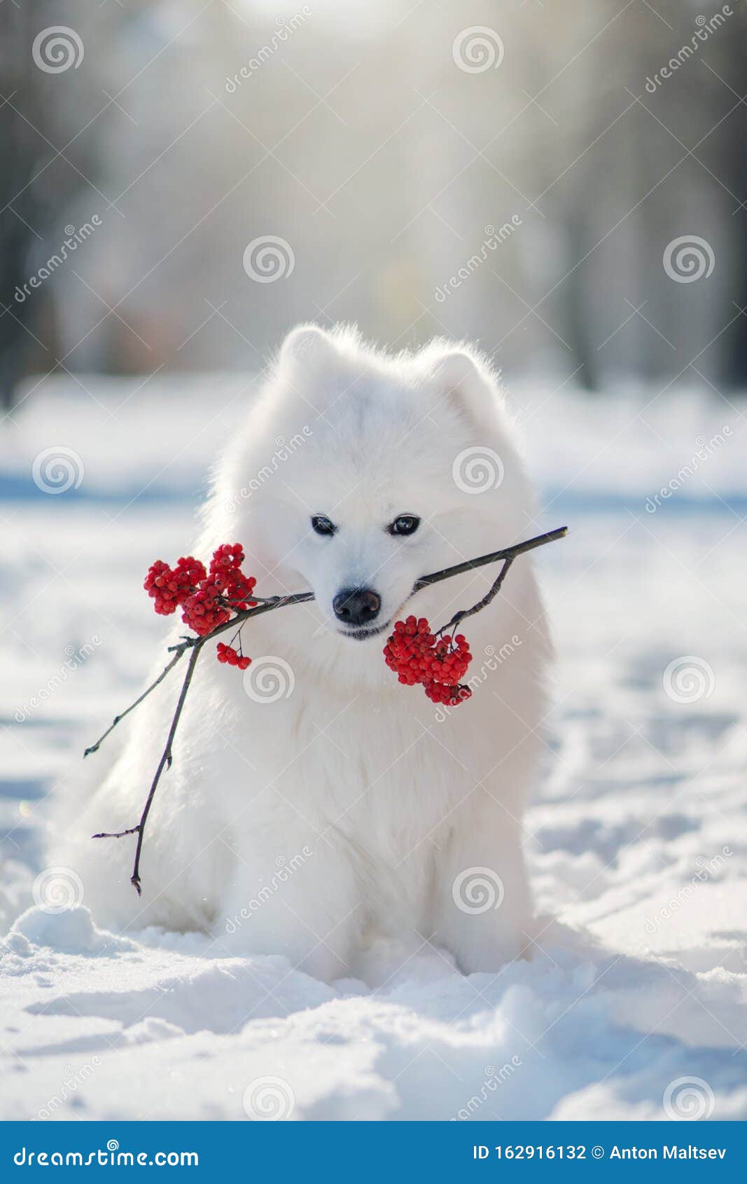 Samoyed Puppies In Snow