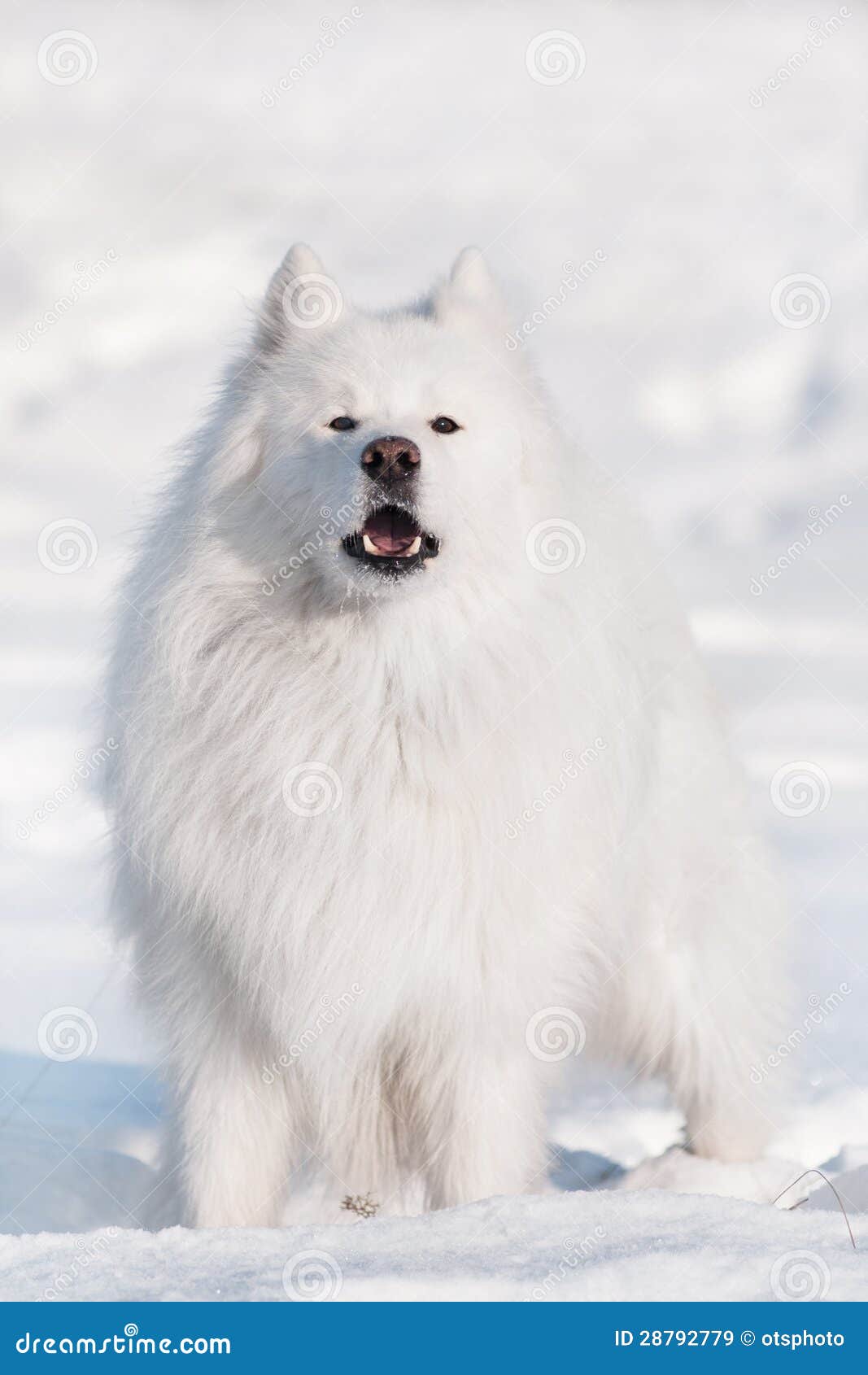 Samoyed Dog Winter Portrait Stock Image - Image of outdoor, funny: 28792779
