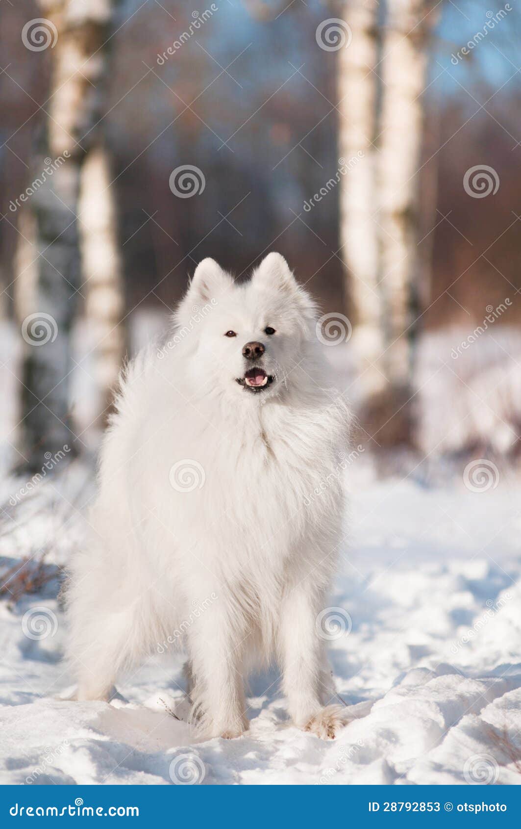 Samoyed Dog Winter Portrait Stock Image - Image of barking, face: 28792853