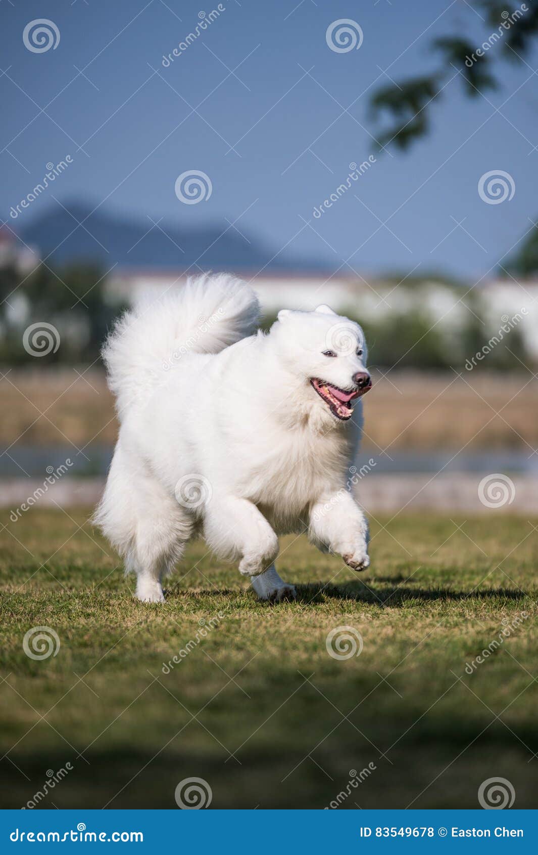Samoyed Dogs Running in the Grass Stock Photo - Image of shooting ...