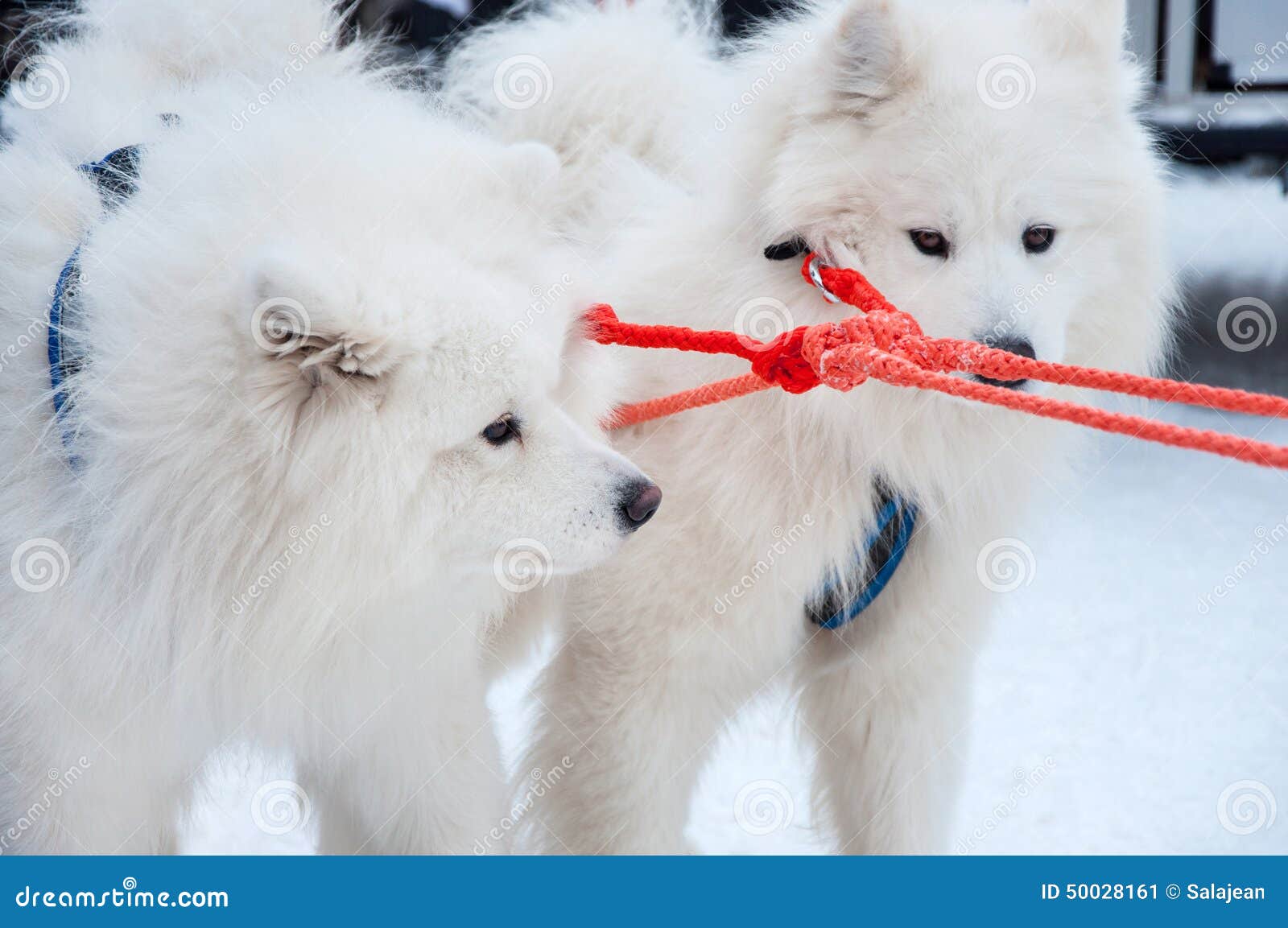Samoyed dogs stock image. Image of recreation, race, pets - 50028161