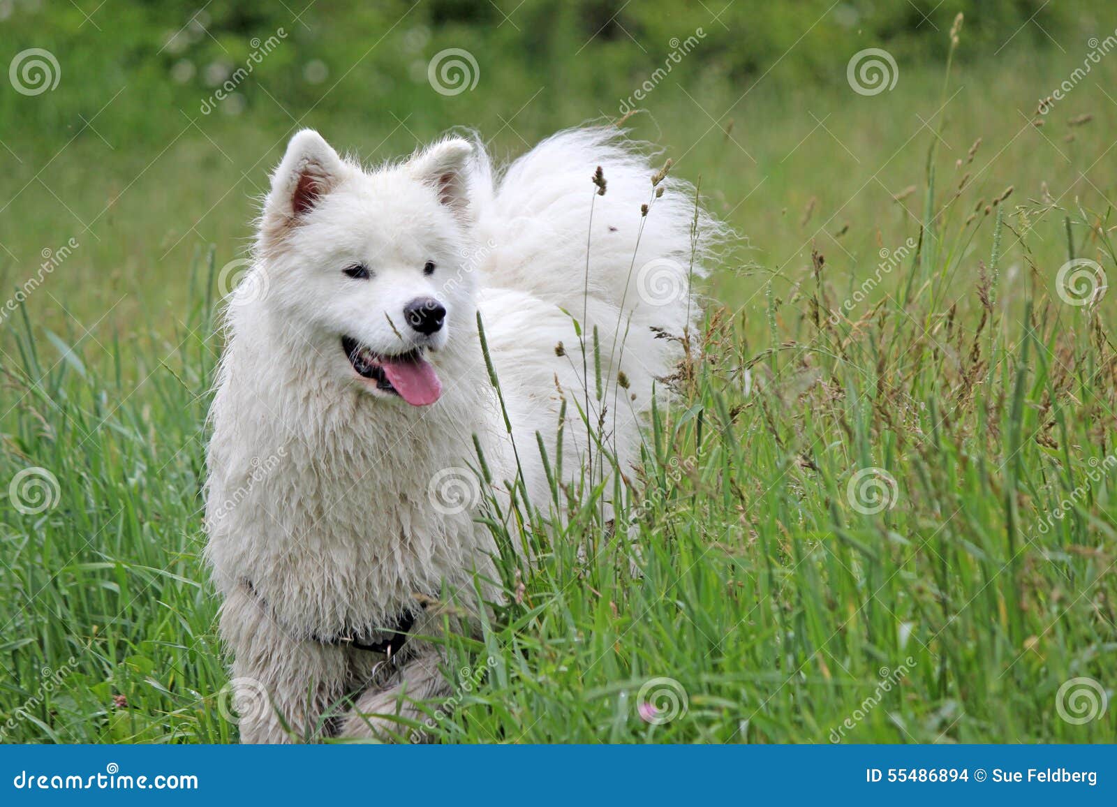 Samoyed in Summer stock photo. Image of animal, fluffy - 55486894