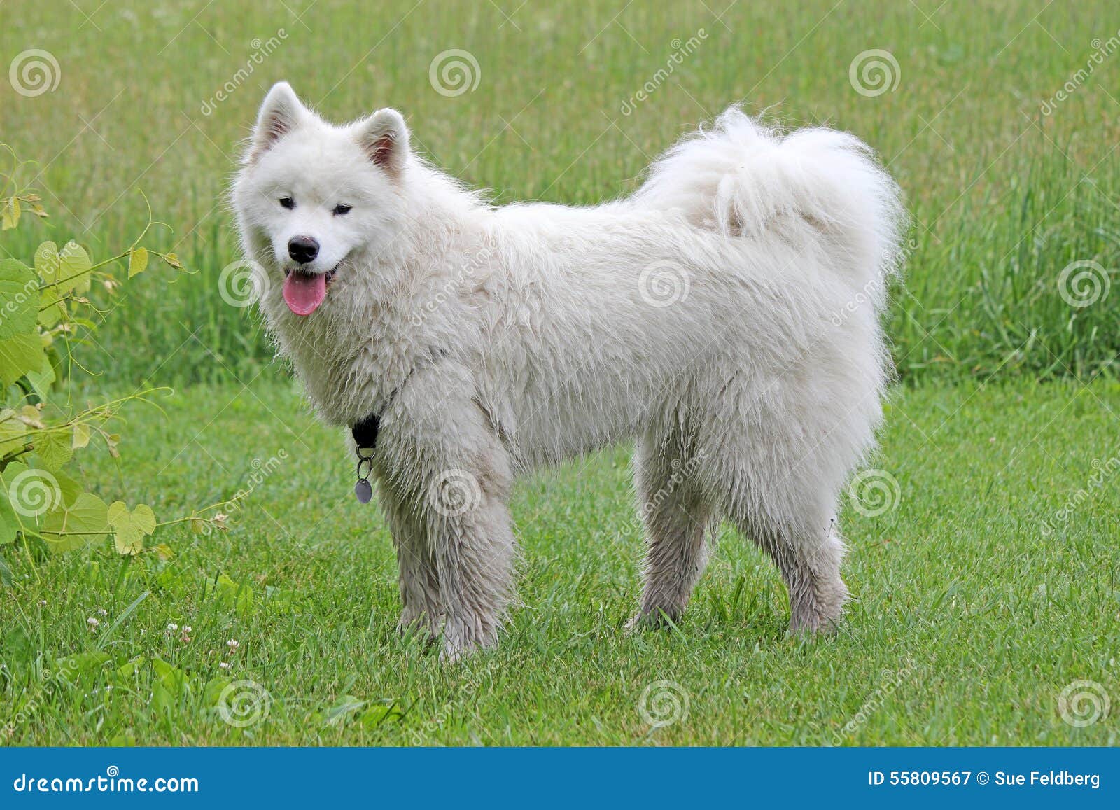 Samoyed in a Field stock image. Image of pedigree, field - 55809567