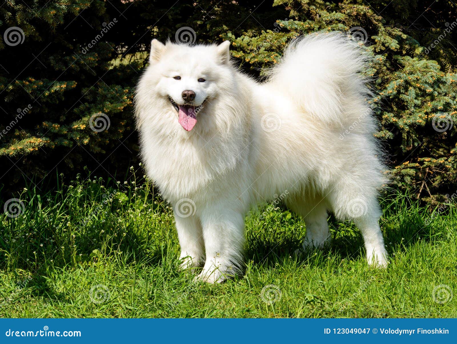 Samoyedic Stock Photos - Free & Royalty-Free Stock Photos from Dreamstime