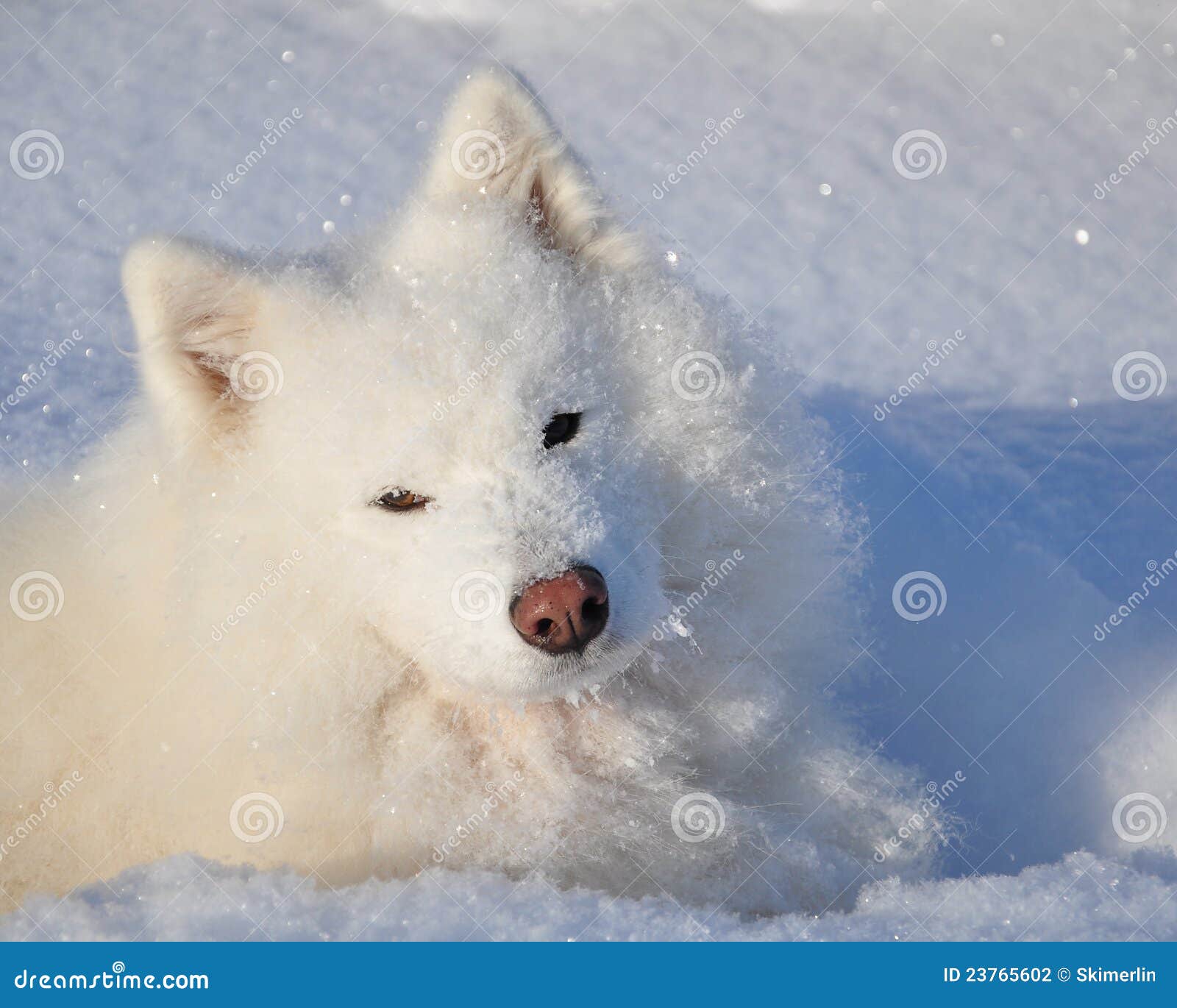 Samoyed lying in the snow stock photo. Image of closeup - 23765602
