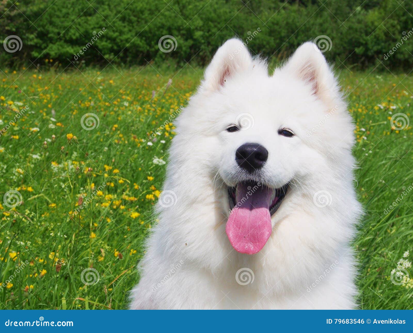 Samoyed on the Meadow stock photo. Image of sobaka, fauna - 79683546