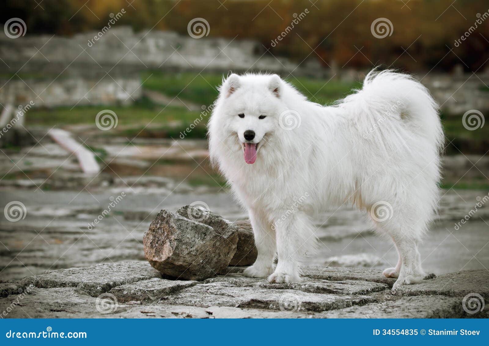 Samoyed in the old town stock image. Image of garden - 34554835