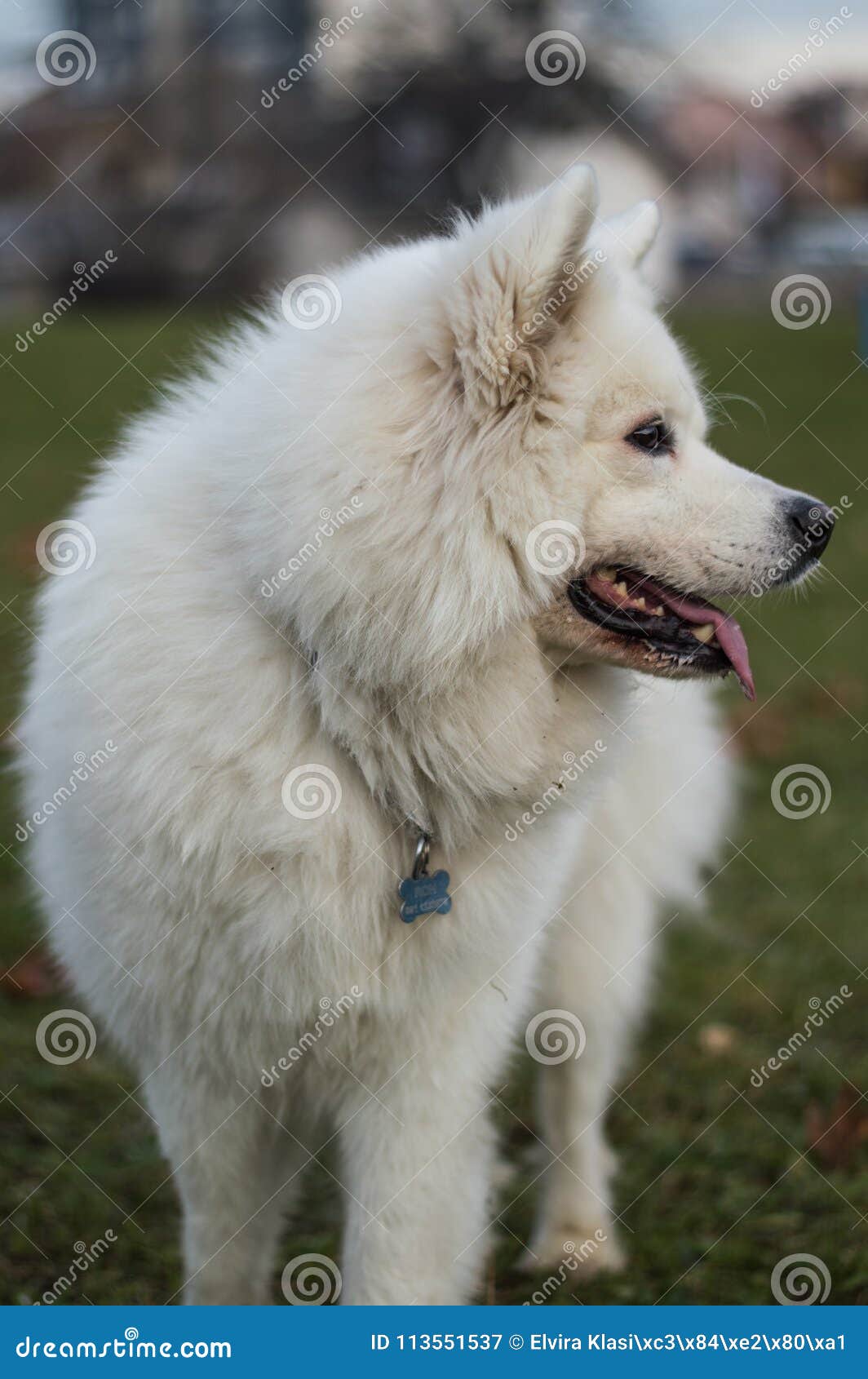 Samoyed in the park stock image. Image of head, mammal - 113551537