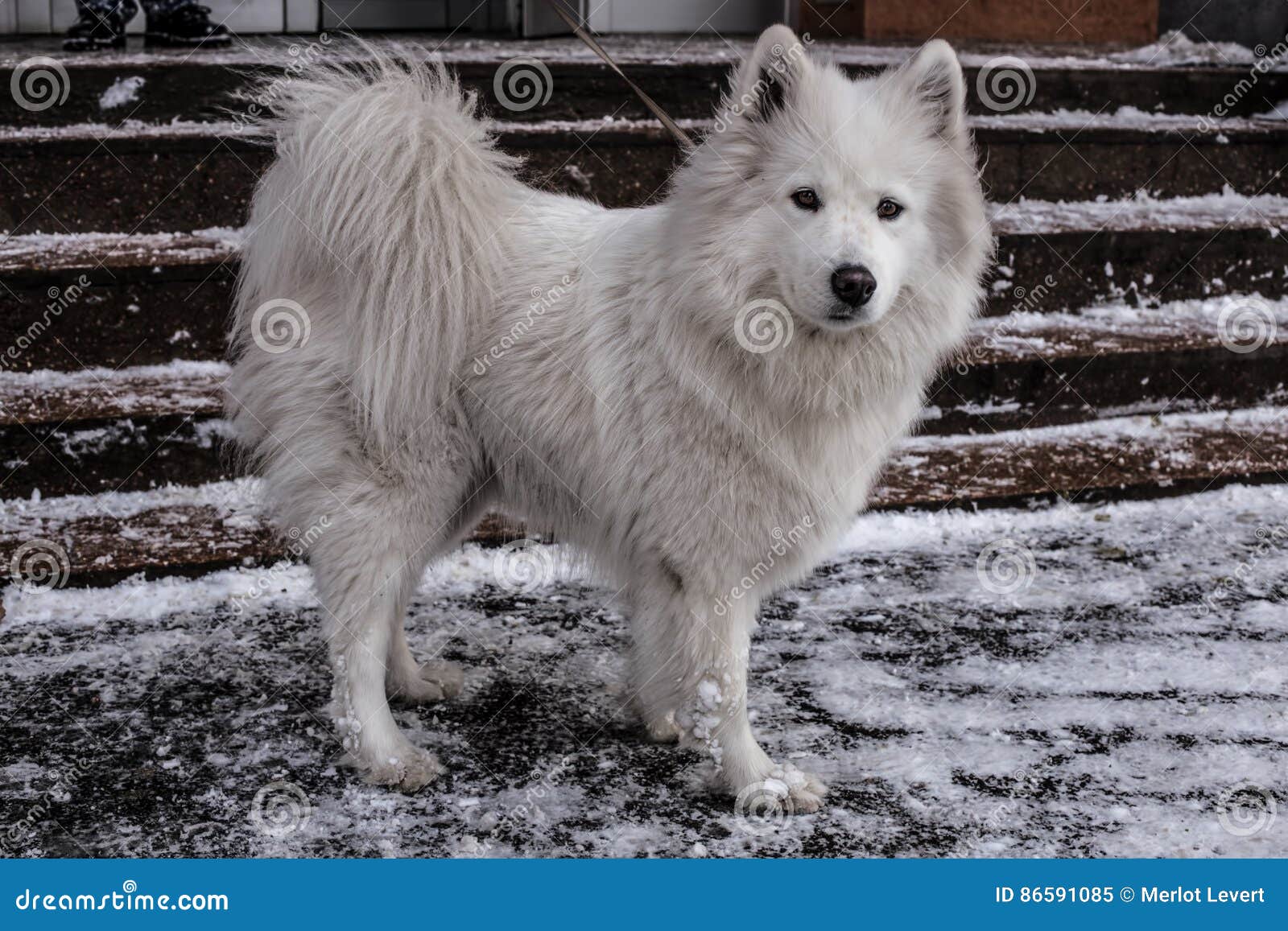 Samoyed playing in snow stock image. Image of wildlife - 86591085