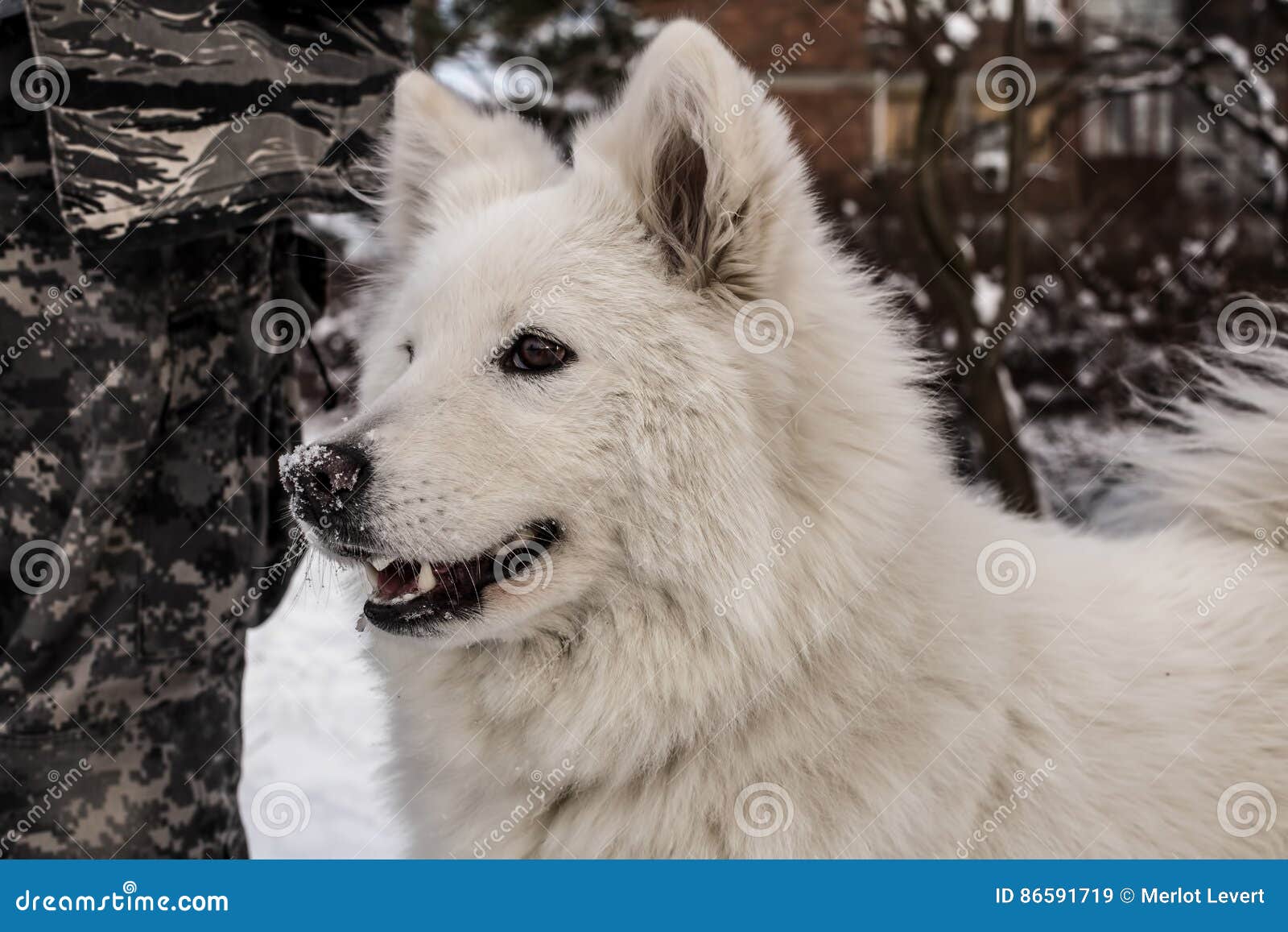 Samoyed playing in snow stock image. Image of snow, playing - 86591719
