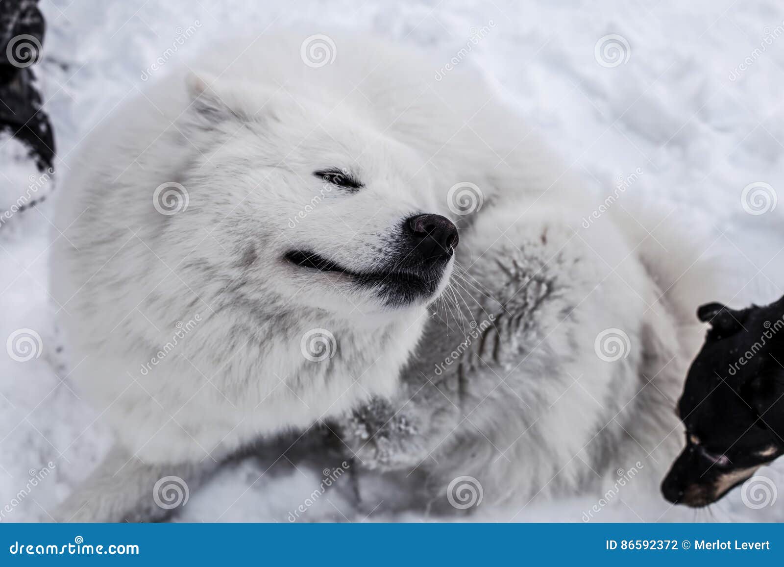 Samoyed playing in snow stock photo. Image of outdoor - 86592372